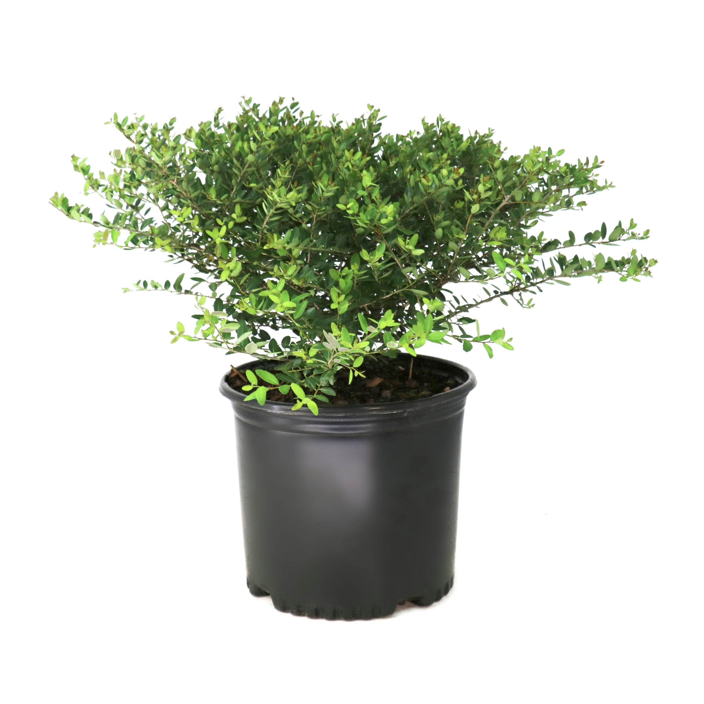 National Plant Network 3 gal. Ilex Taylor's Rudolph Dwarf Yaupon ...