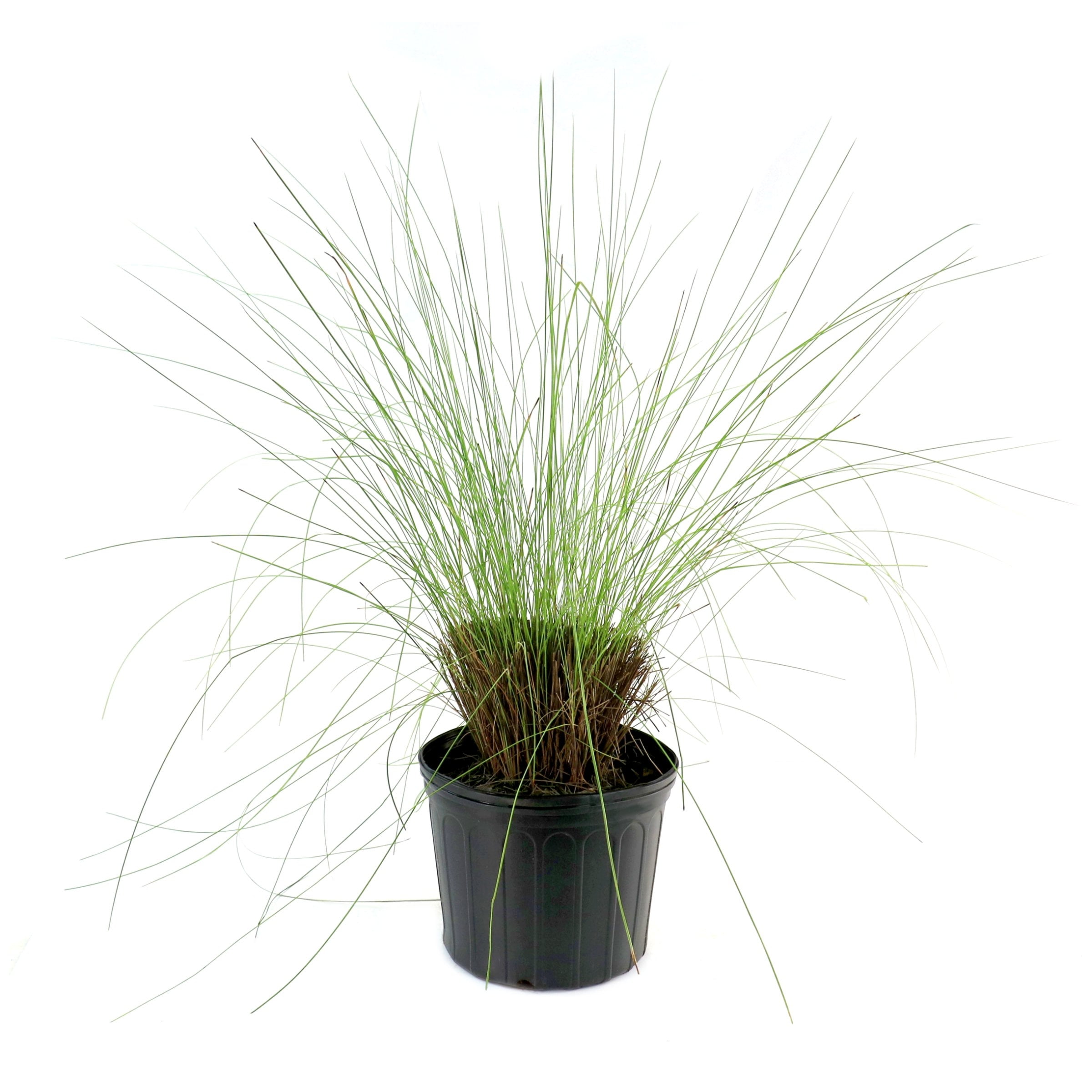 National Plant Network 3 gal. Pink Muhly Grass - Walmart.com