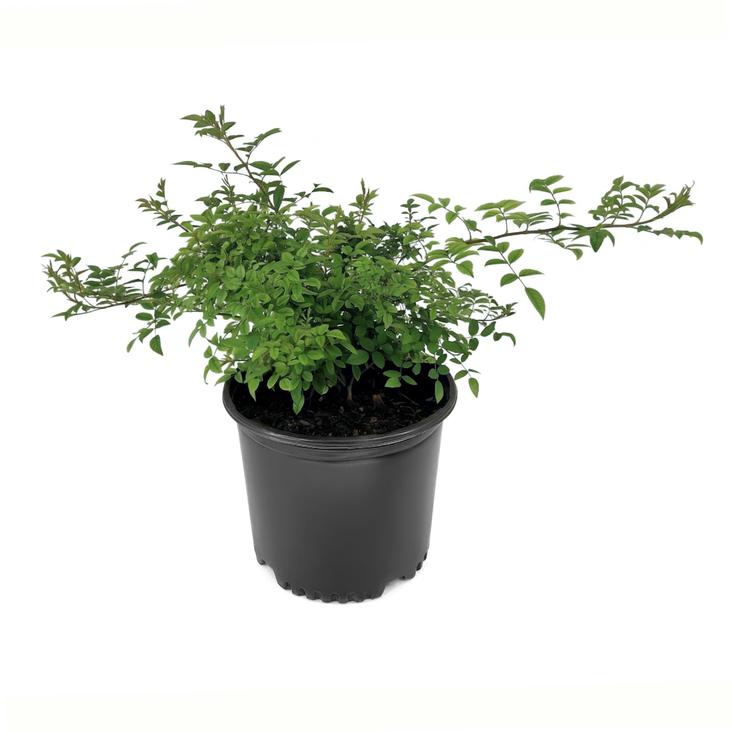 National Plant Network 3 gal. Rose Peggy Martin Shrub - Walmart ...