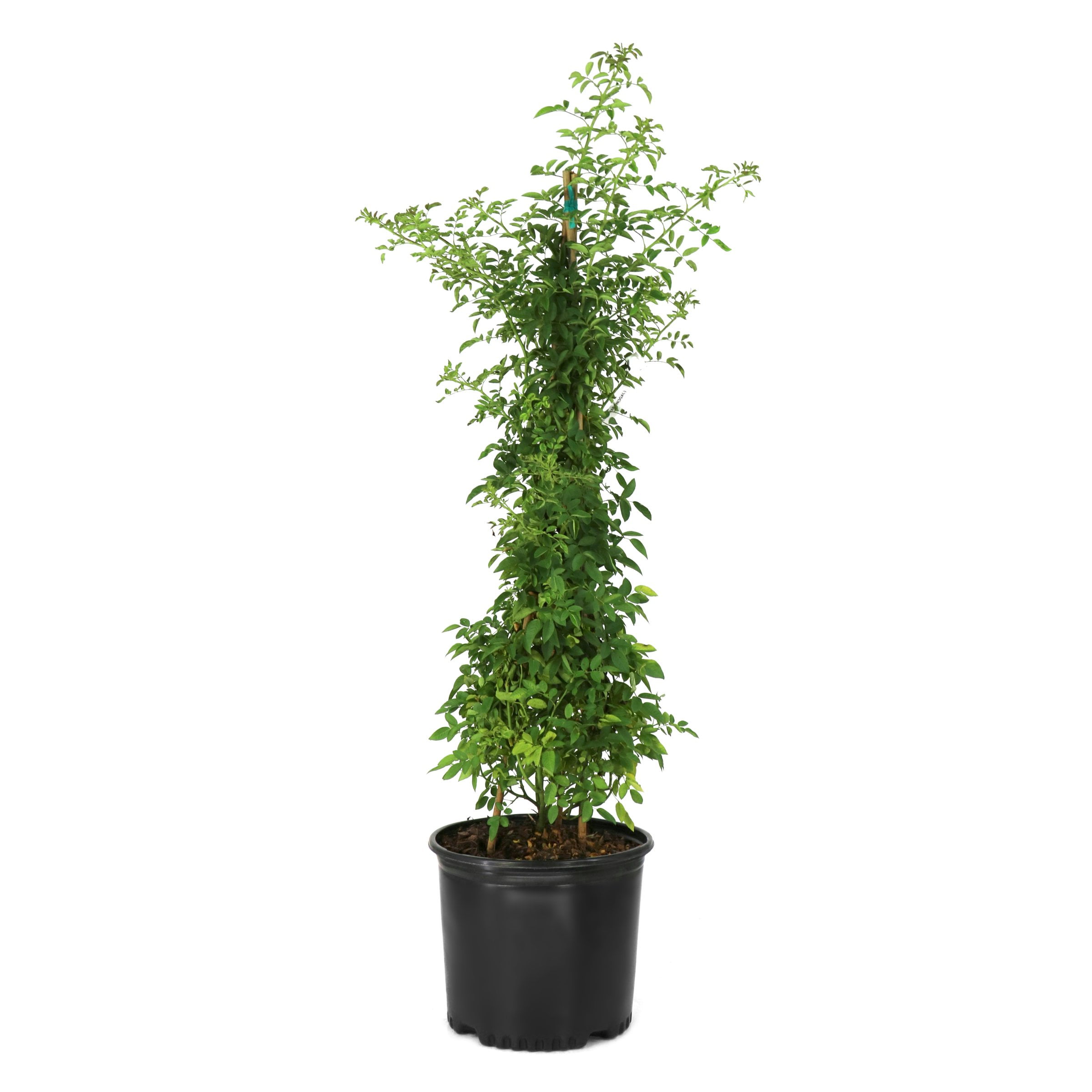 National Plant Network 3 gal. Rose Peggy Martin Shrub - Walmart.com