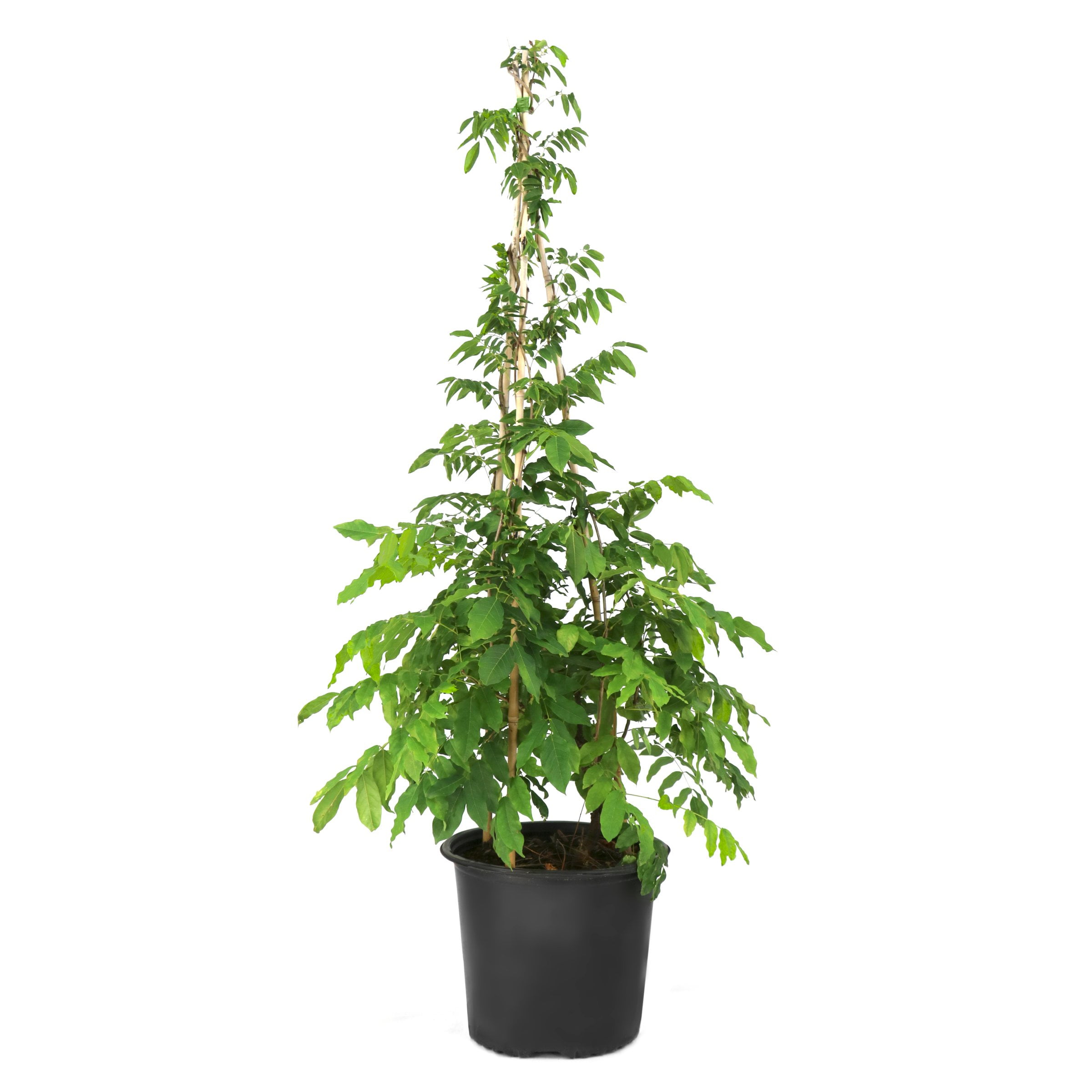National Plant Network 3 gal. Wisteria Lavender Falls Perennial Plant ...
