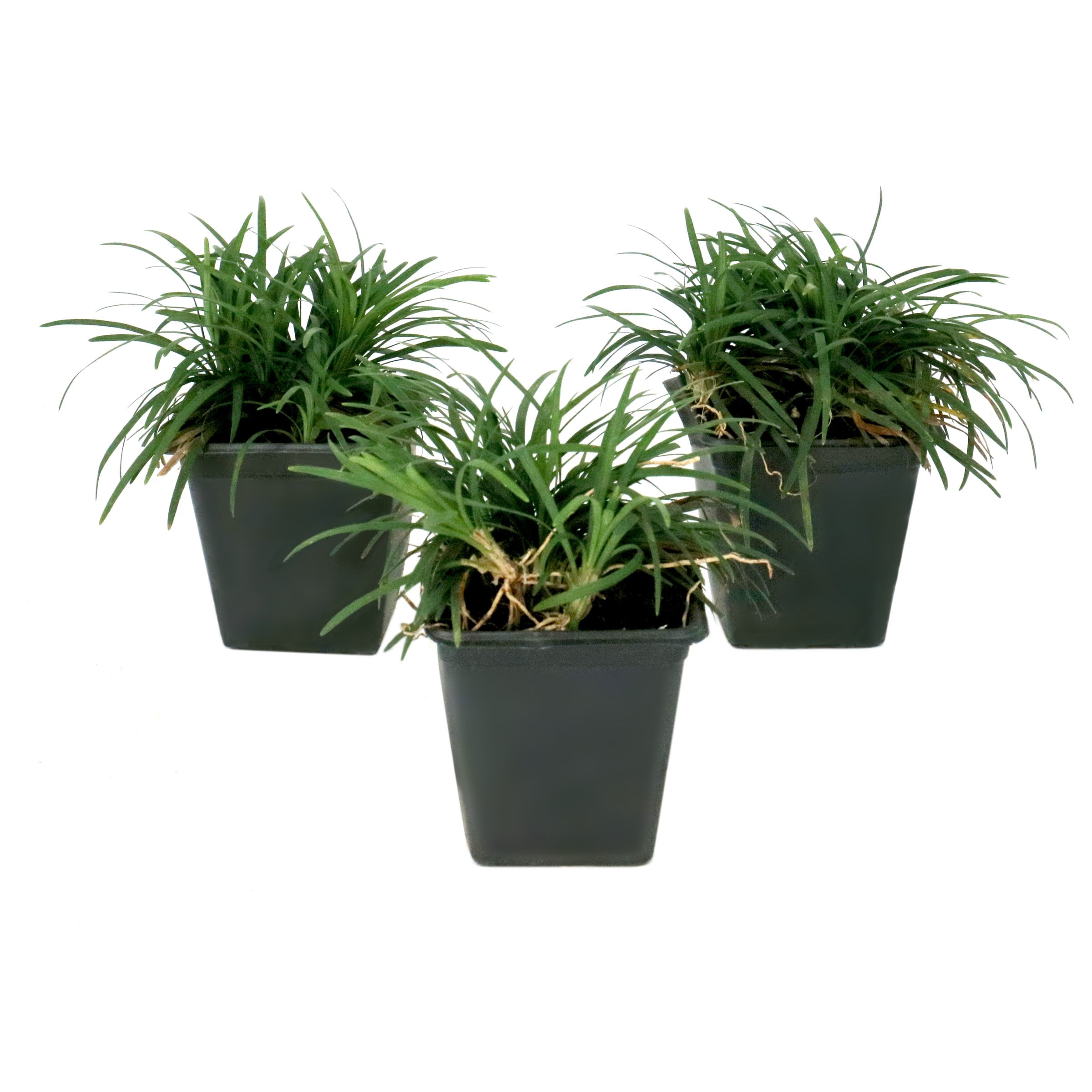 National Plant Network 4 in. Dwarf Mondo Grass Plant (8-Pack) - Walmart.com