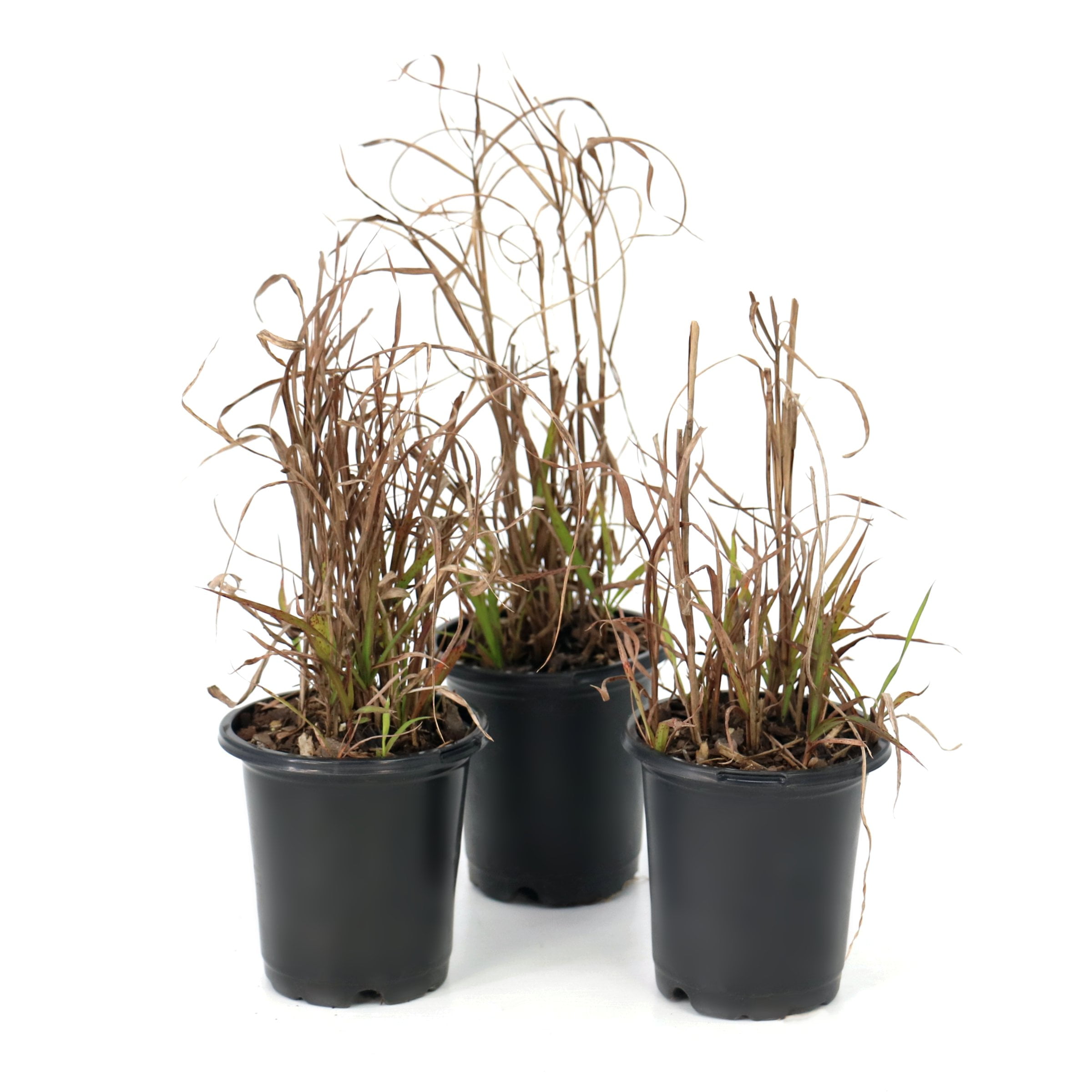 National Plant Network 4 in. Miscanthus Flame Grass Purpurascens (3 ...