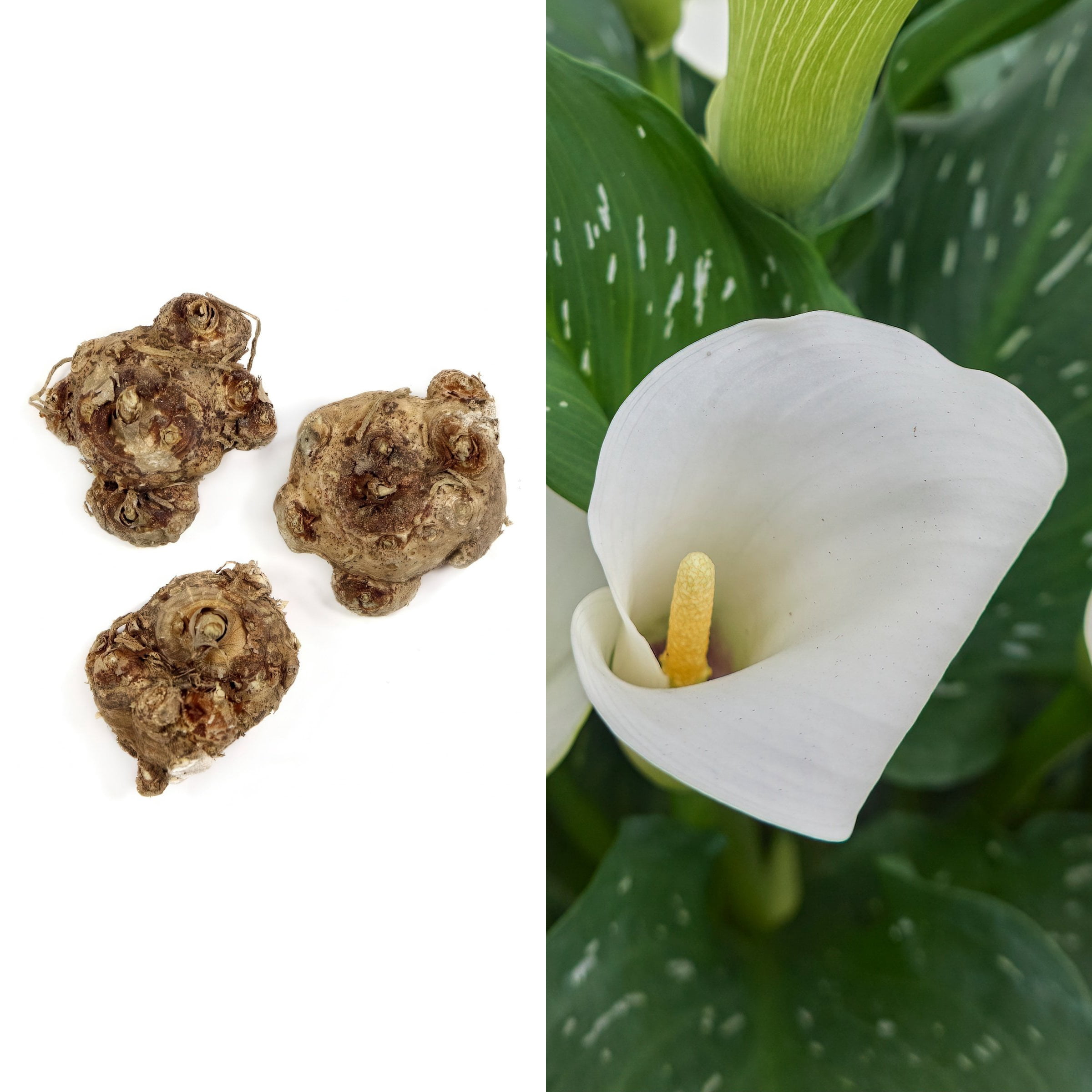 National Plant Network Calla Lily White Flirt Bulbs (3-Pack) - Walmart.com
