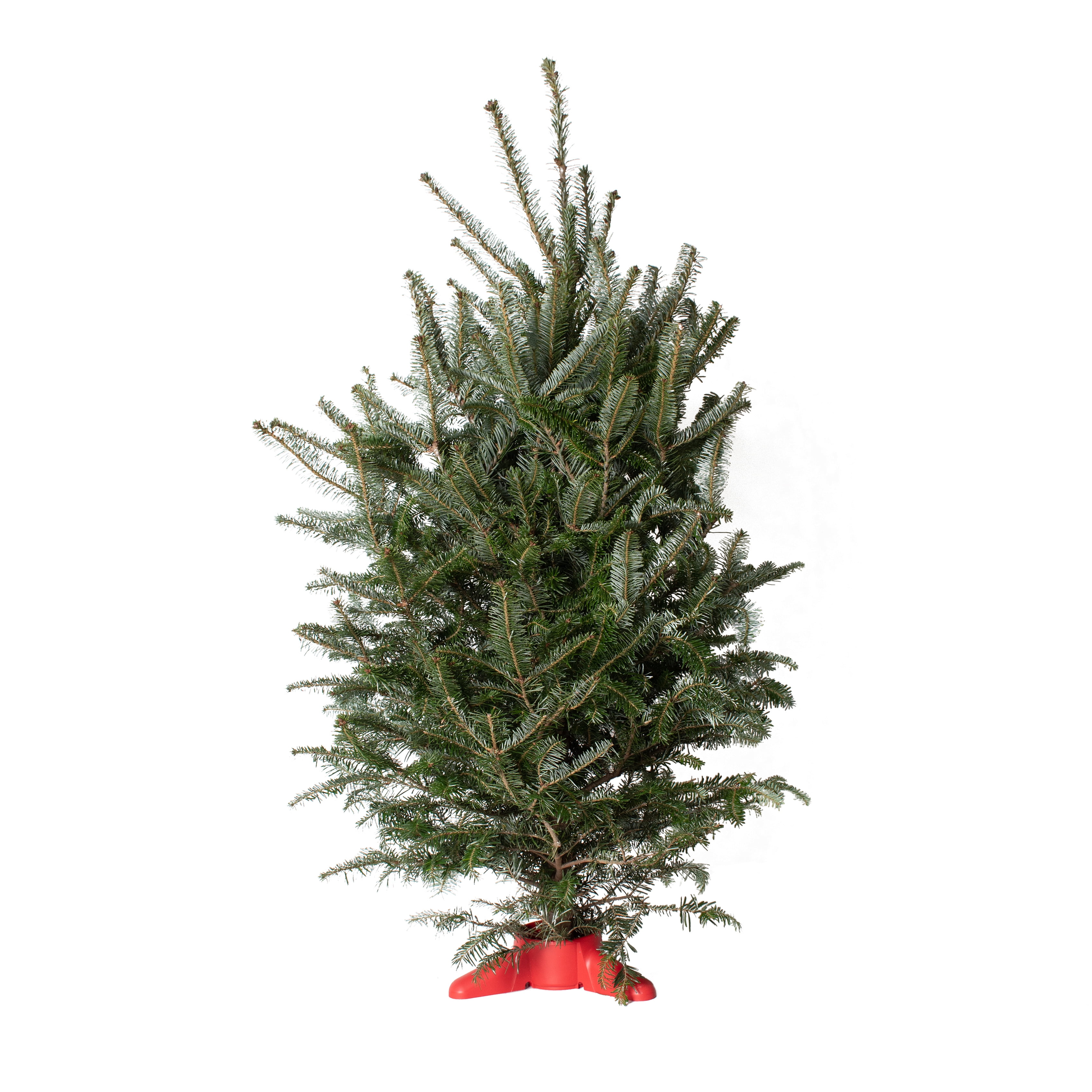 National Plant Network Real Fraser Fir 32" to 42" Tall Fresh Cut Table ...