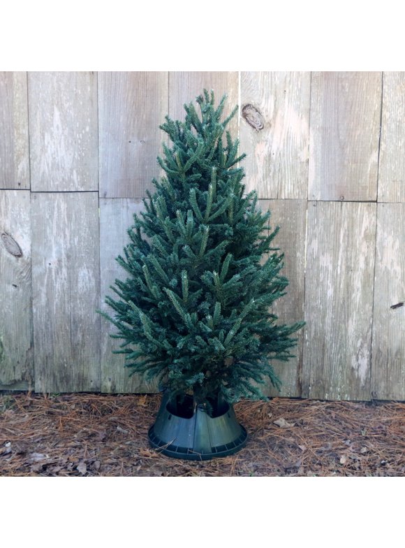 Shop Real Christmas Trees - Walmart.com