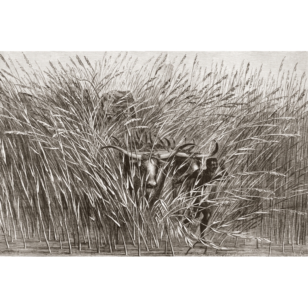 Native Boy Leading Water Buffalo Through Tall Grass In South Africa In ...