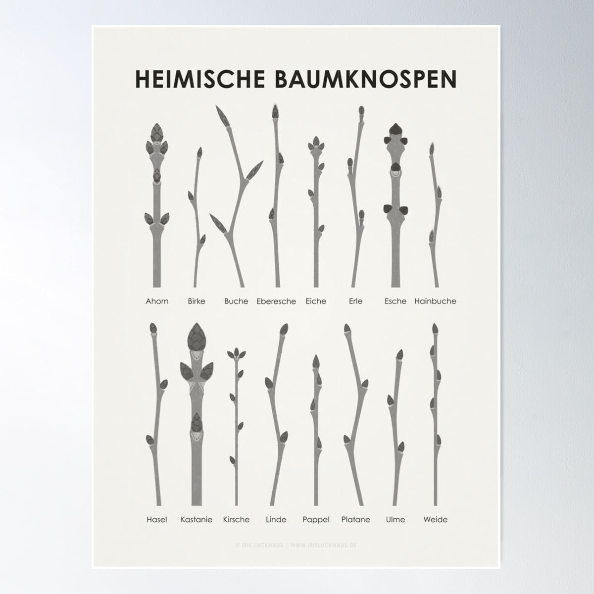 Native Tree Buds And Tree Shoots Infographic / Chart (German) Poster ...