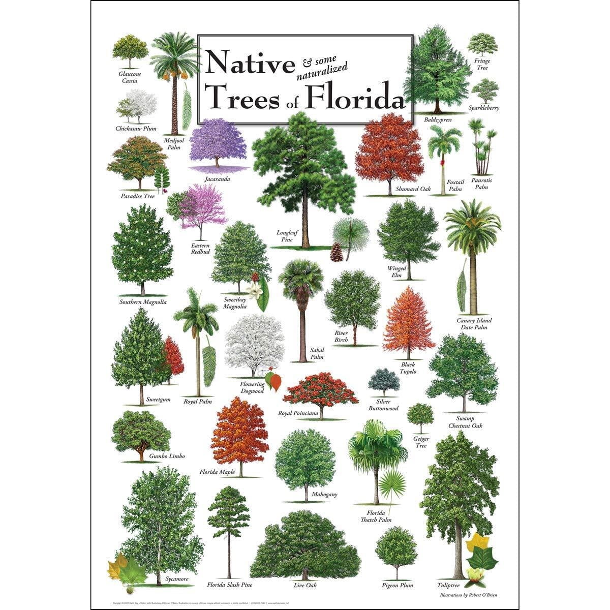 Native Trees of Florida Poster Student Animal Poster Birthday Gift ...