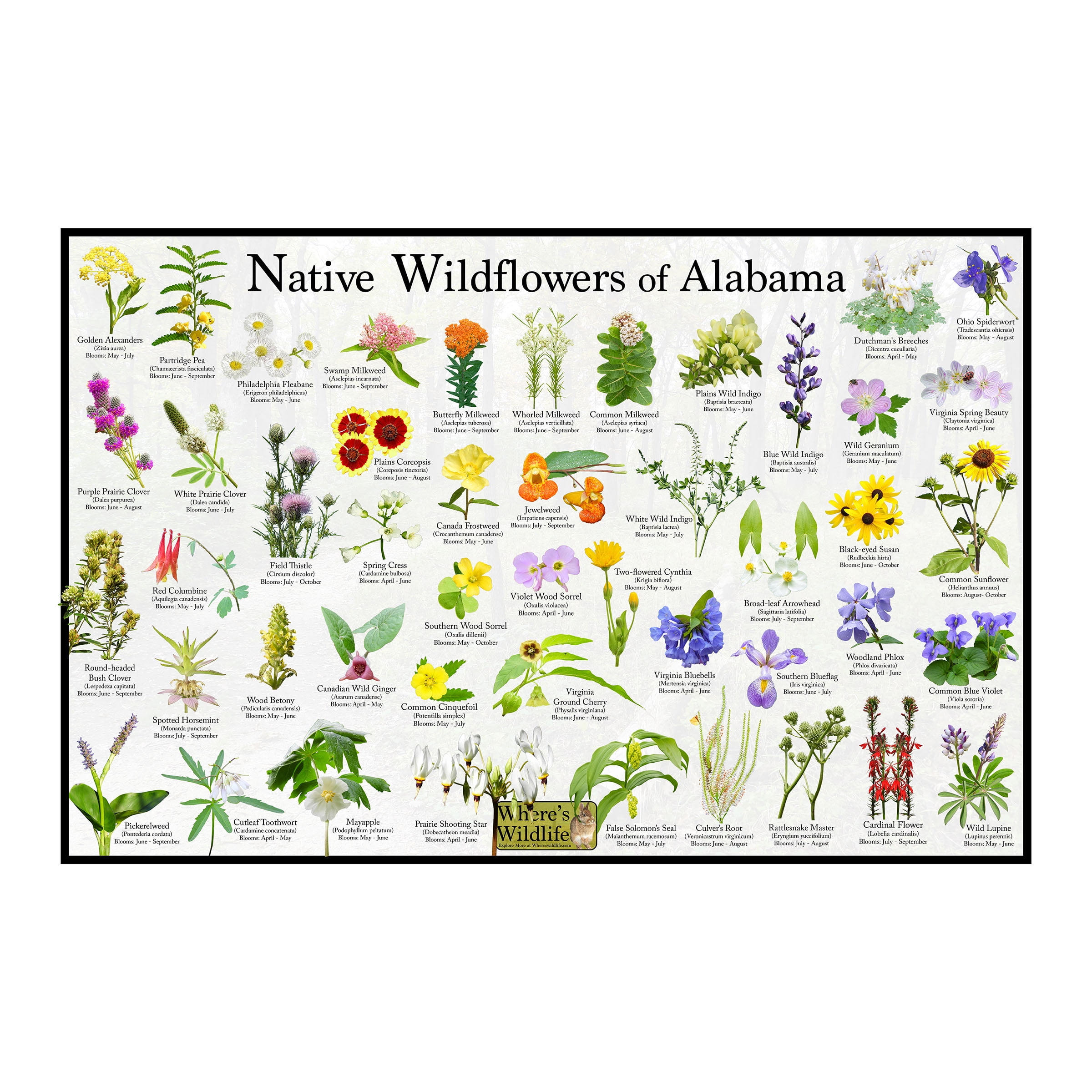 Native Wildflowers of Alabama Flower Poster - Wildflower Science Chart ...
