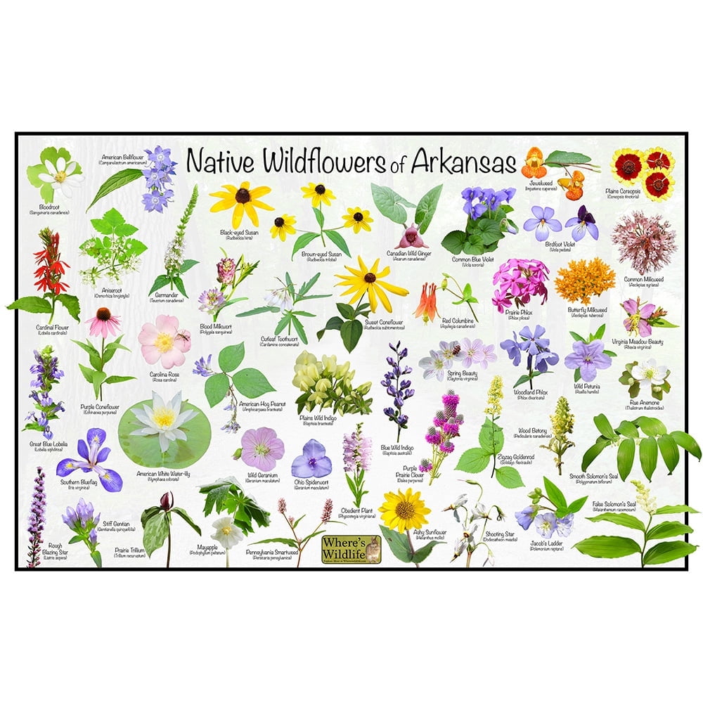 Native Wildflowers of Arkansas Flower Poster - Wildflower Science Chart ...