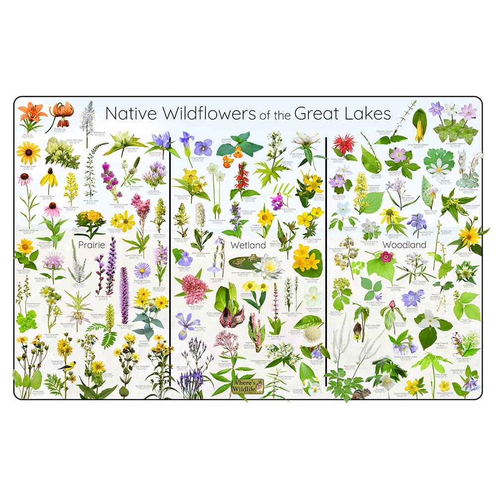 Native Wildflowers of the Great Lakes – Flower Identification Poster ...