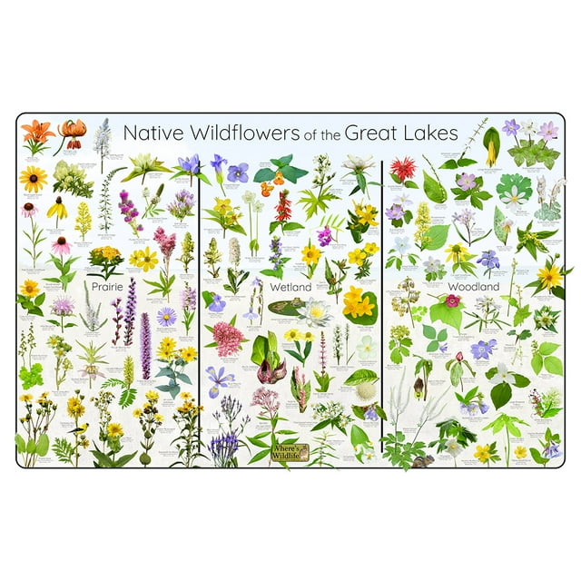 Native Wildflowers of the Great Lakes – Flower Identification Poster ...