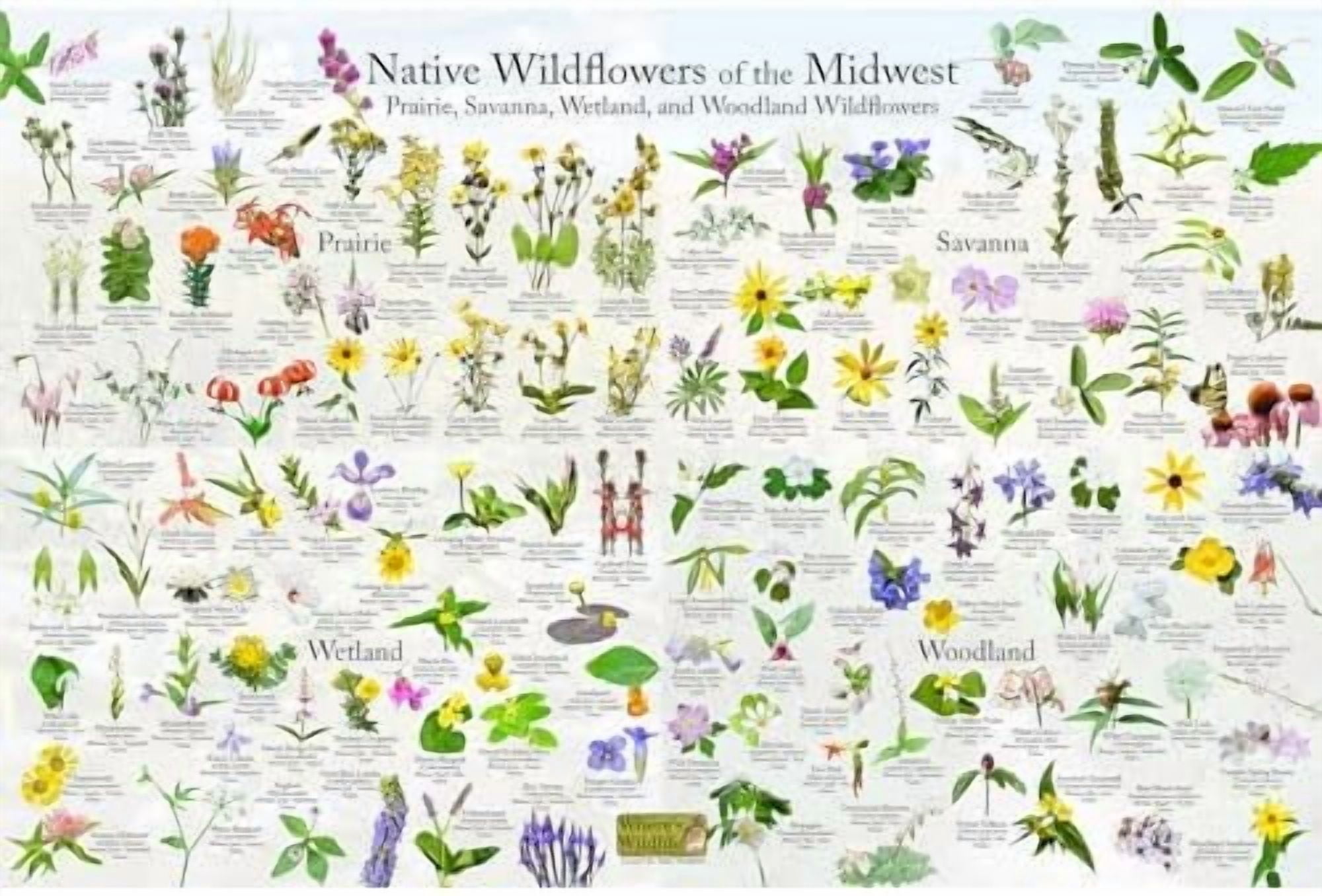 Native Wildflowers of the Midwest - Plant and Flower Identification ...