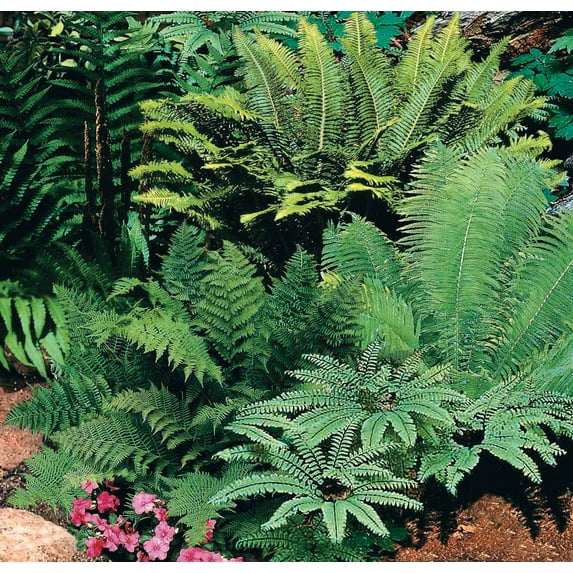 Native Woodland Fern Mixture Dormant Bare Root Perennial Roots (5-Pack ...