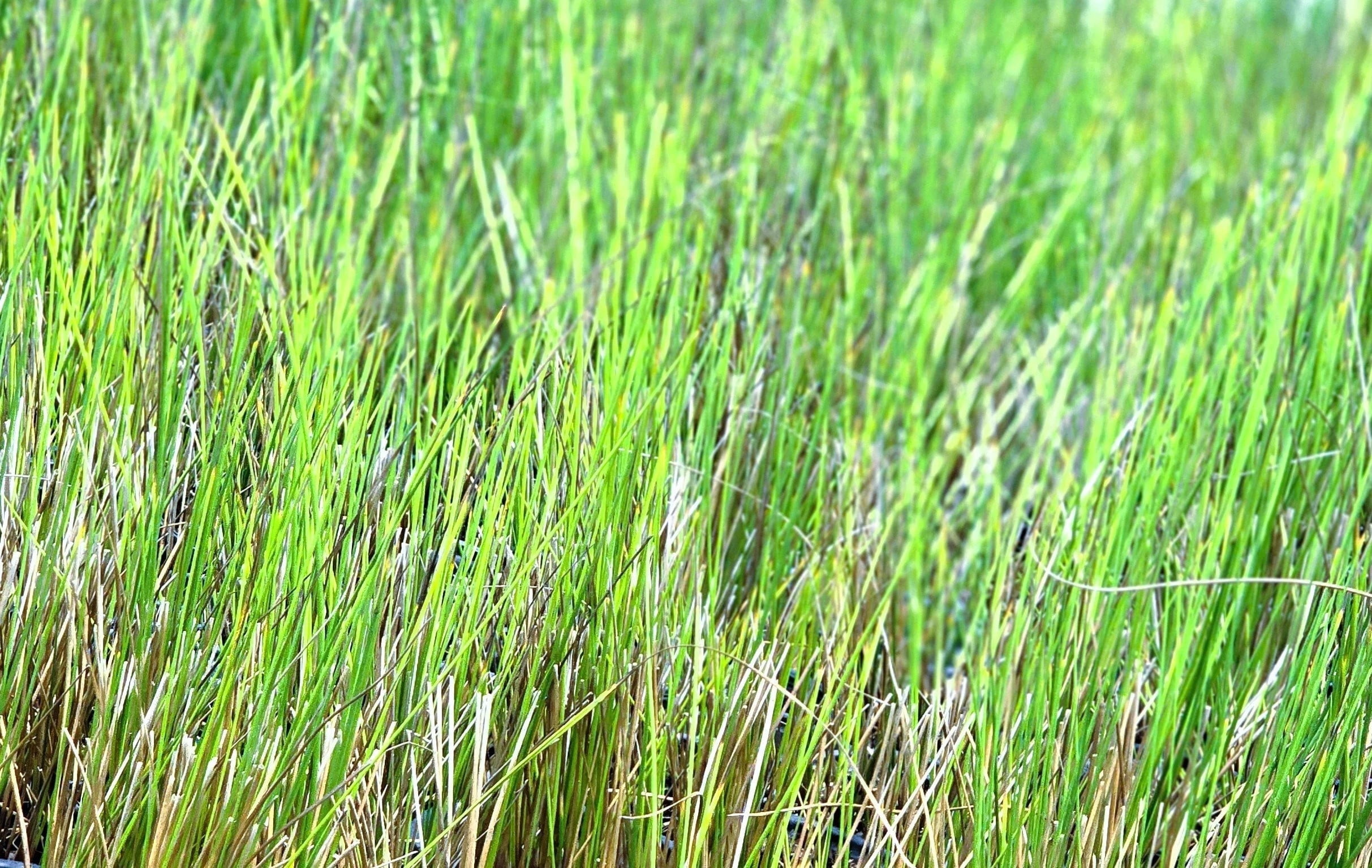 Juncus Effusus