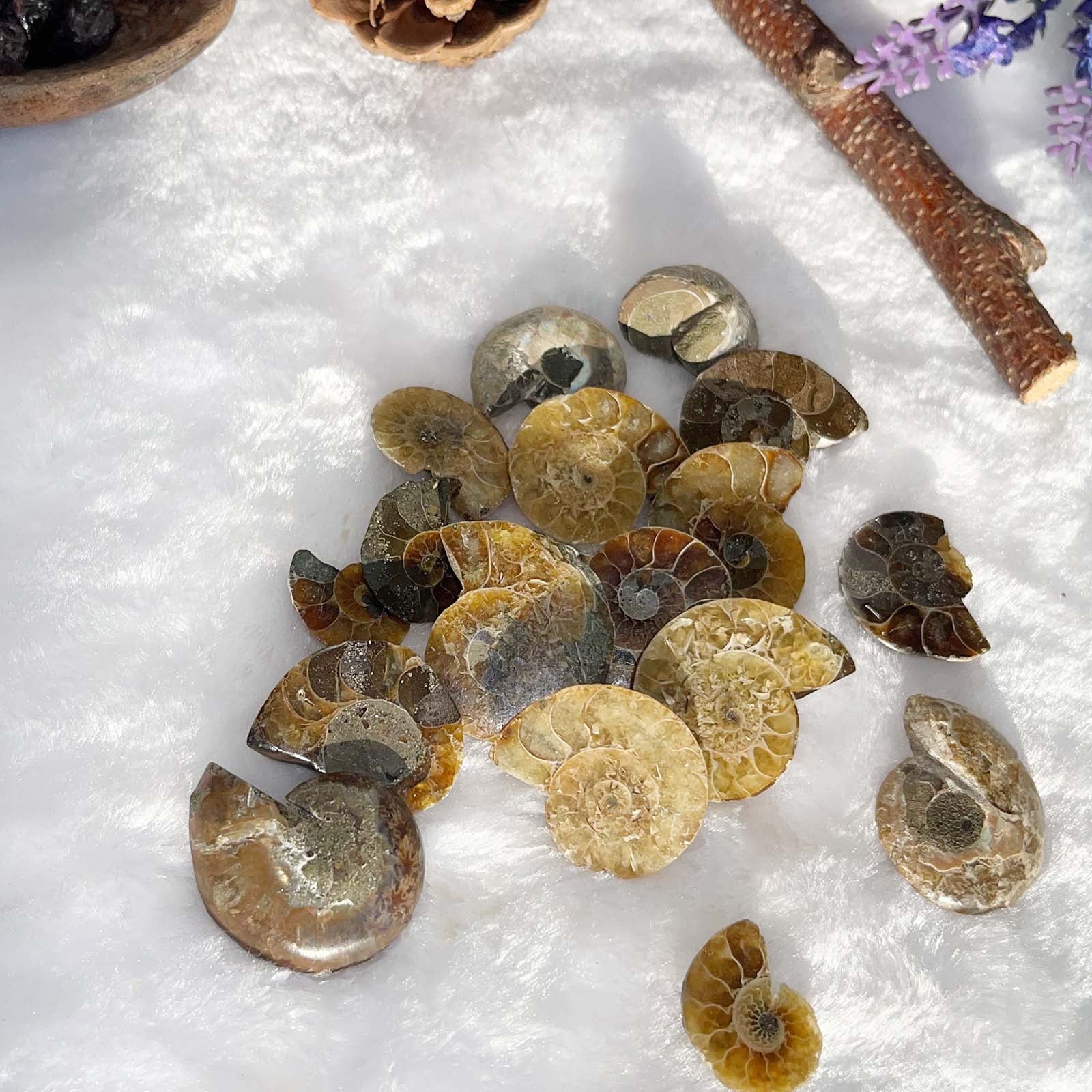 Natural Ammonite Fossil, 200g, Natural Stone Raw Gemstone Rocks for ...