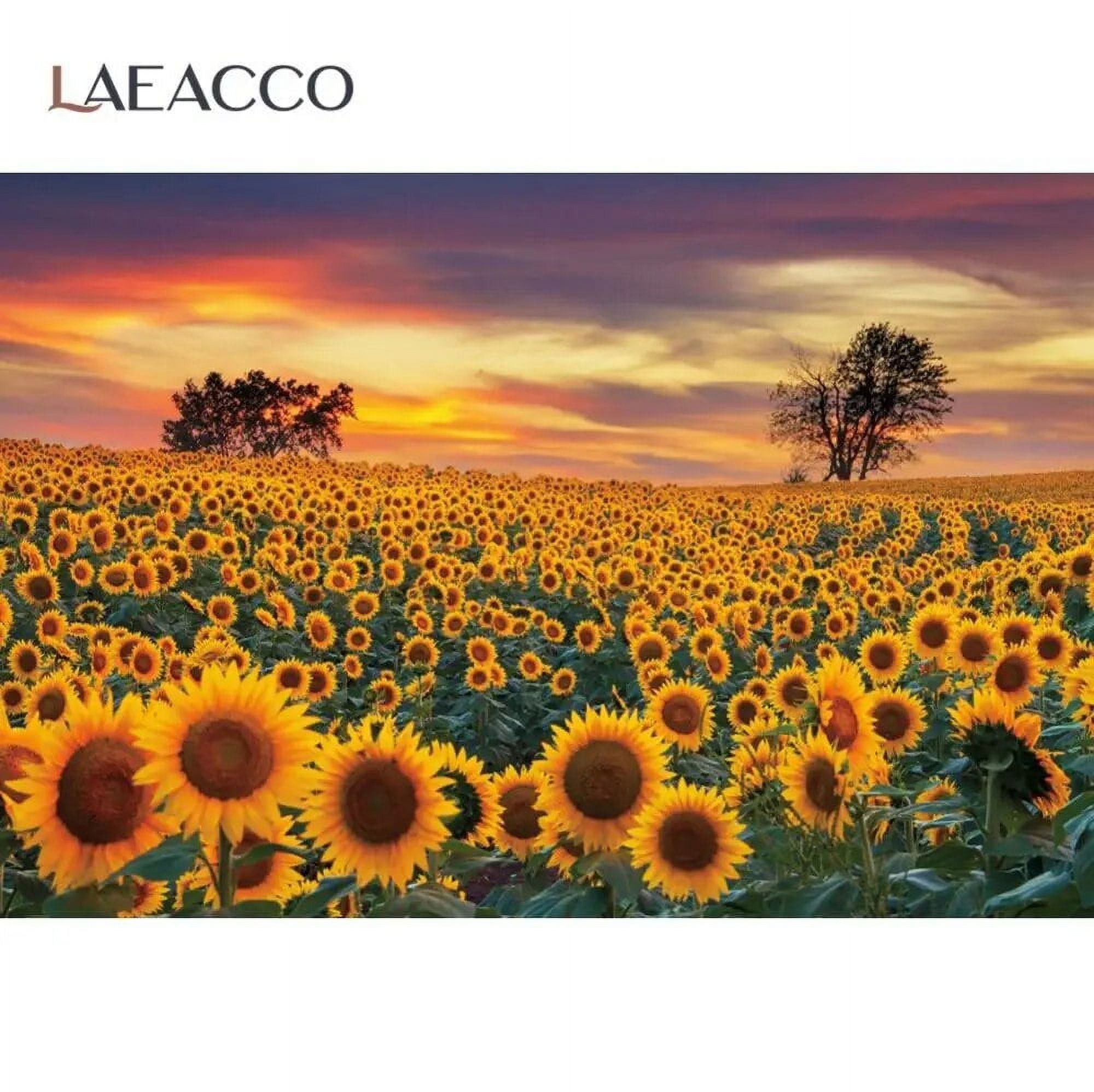 Natural Backgrounds For Photography Sunset Blossom Flowers Field Rural ...