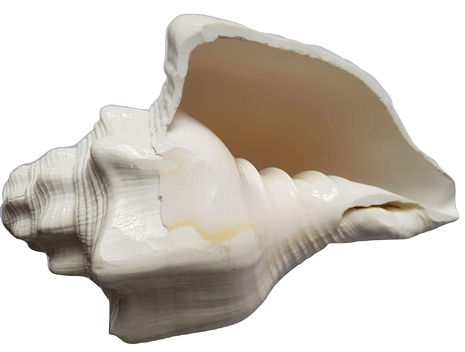 Natural Big Size Loud Blowing Shankh/Seashell Conch for Pooja By Indian ...