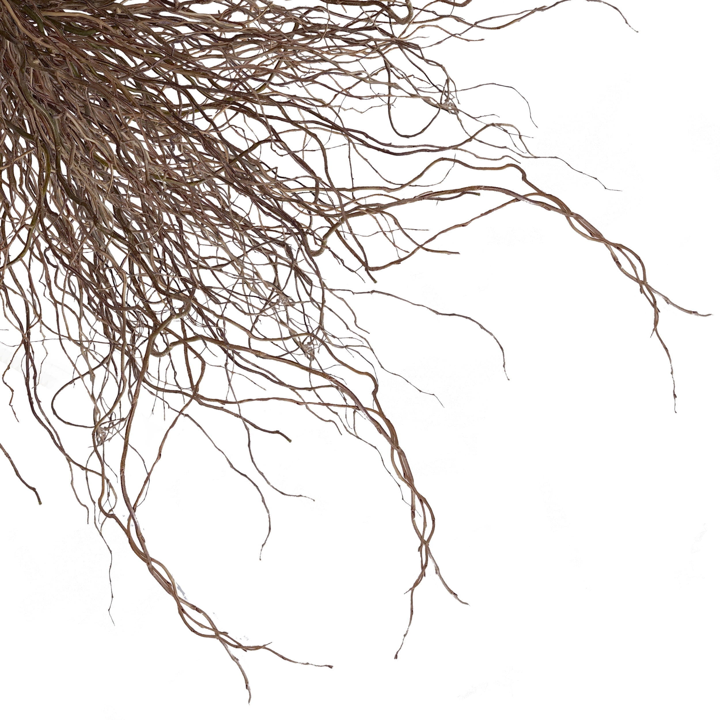 Natural Curly Willow Tips - Farm Direct Fresh Cut Flowers - 150 Stems ...