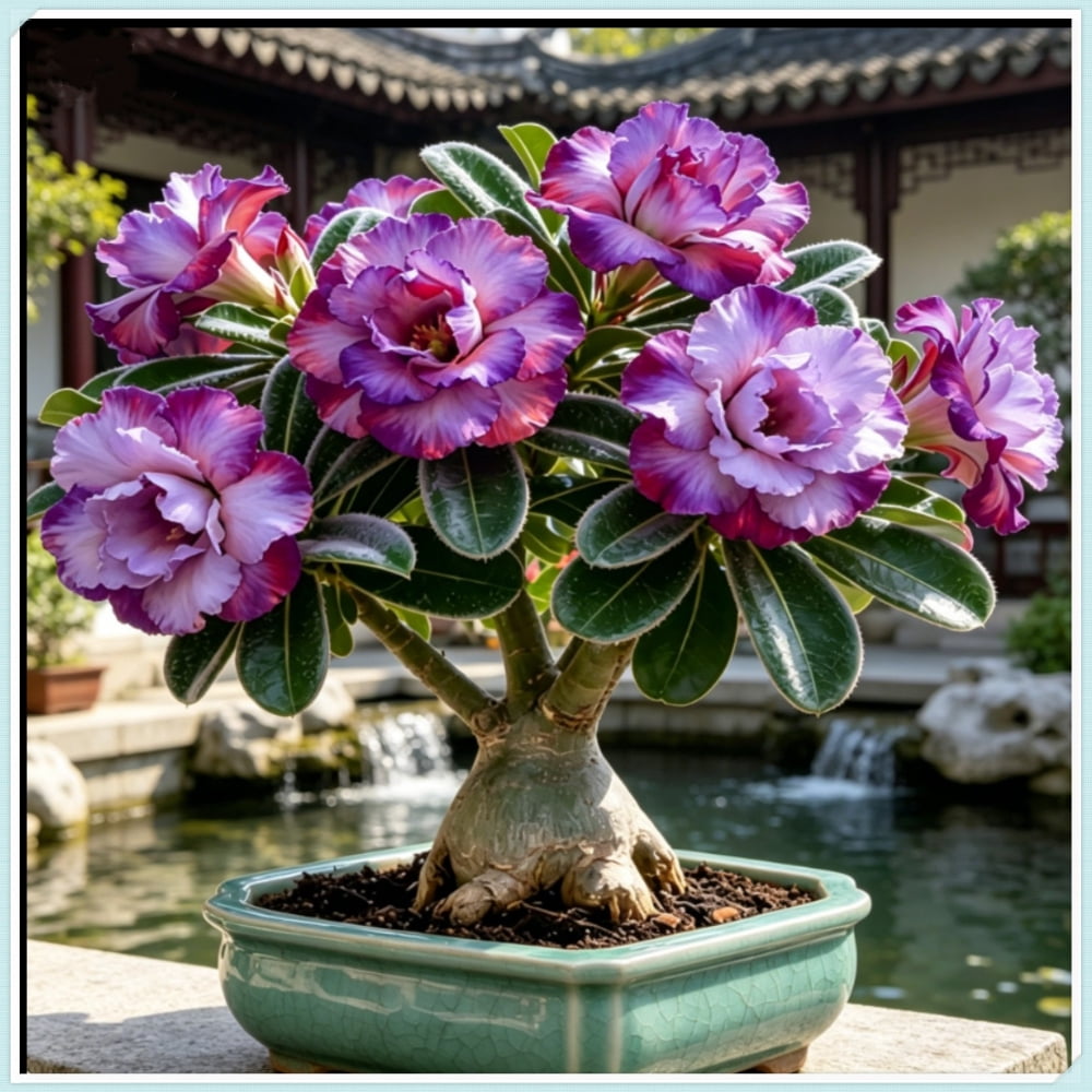 Natural Desert Rose — Non-GMO — Easy to cultivate— For Home Landscape ...