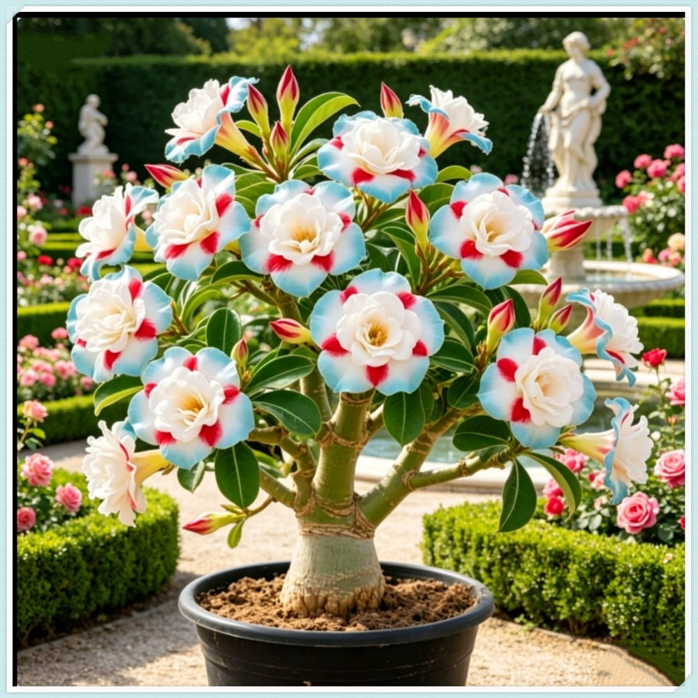 Natural Desert Rose — Non-GMO — Easy to cultivate— For Home Landscape ...