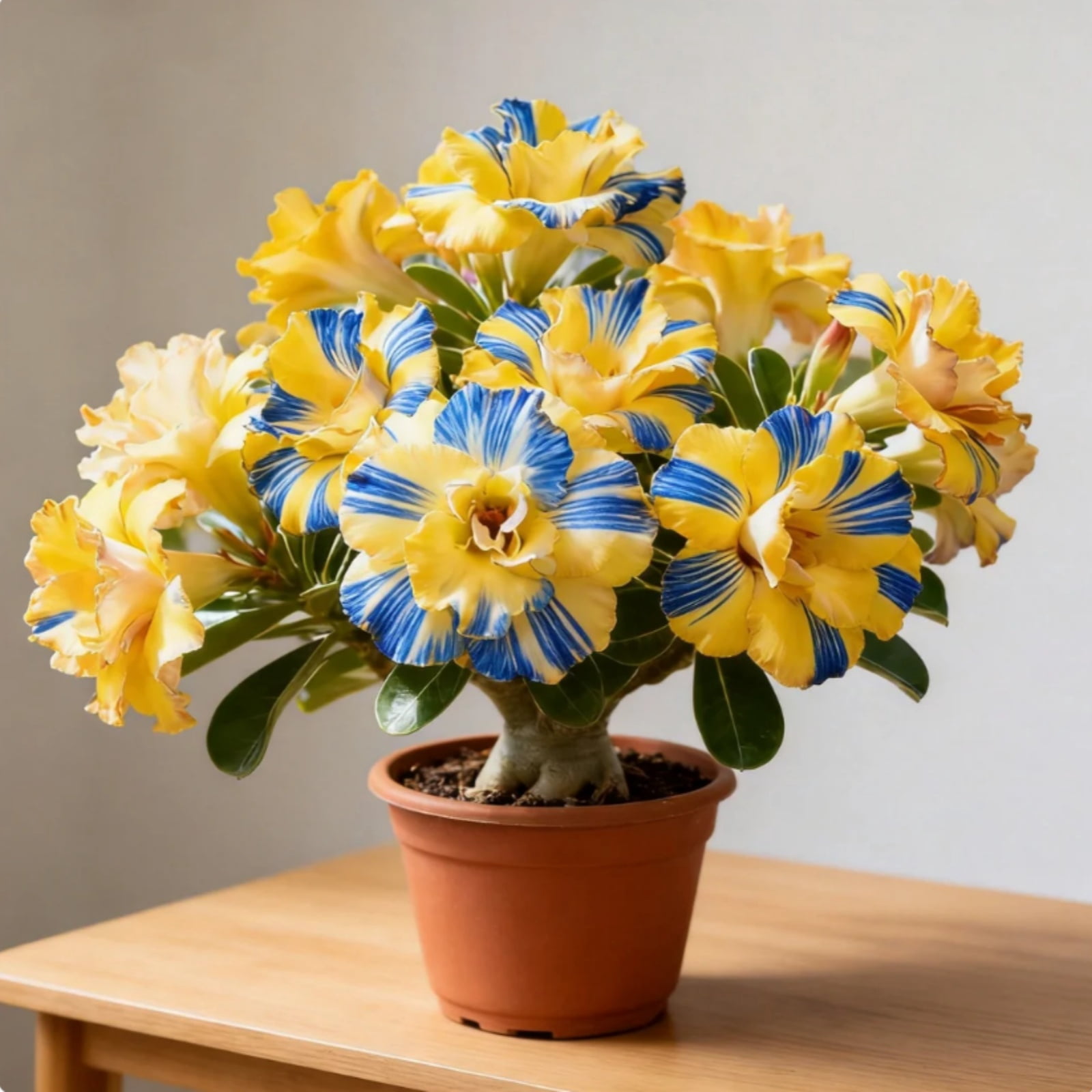 Natural Desert Rose — Non-GMO — (Non-Artificial)--Easy to cultivate--10 ...