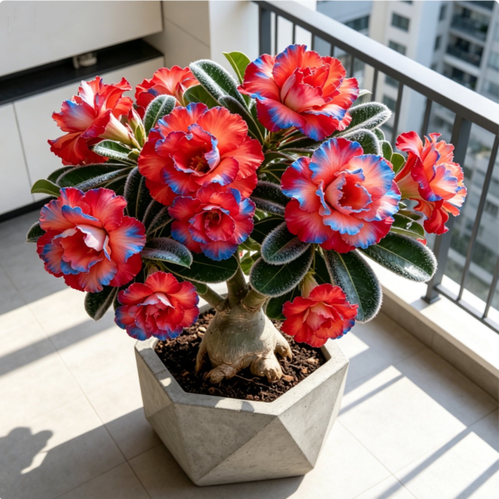 Natural Desert Rose — Non-GMO — (Non-Artificial)--Easy to cultivate--10 ...