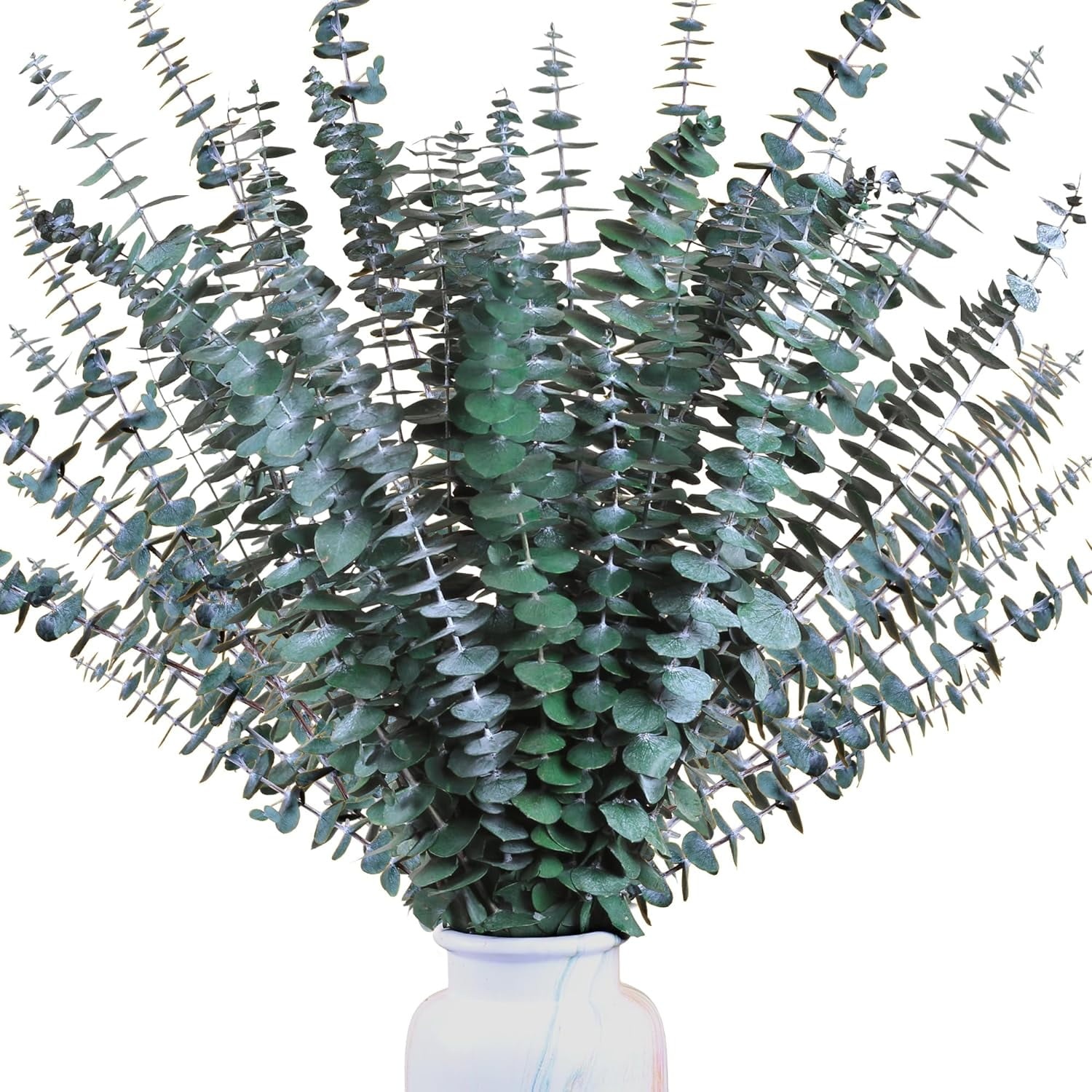 Natural Eucalyptus Bundle, 17'' Real Eucalyptus Plant Stems, Shower ...
