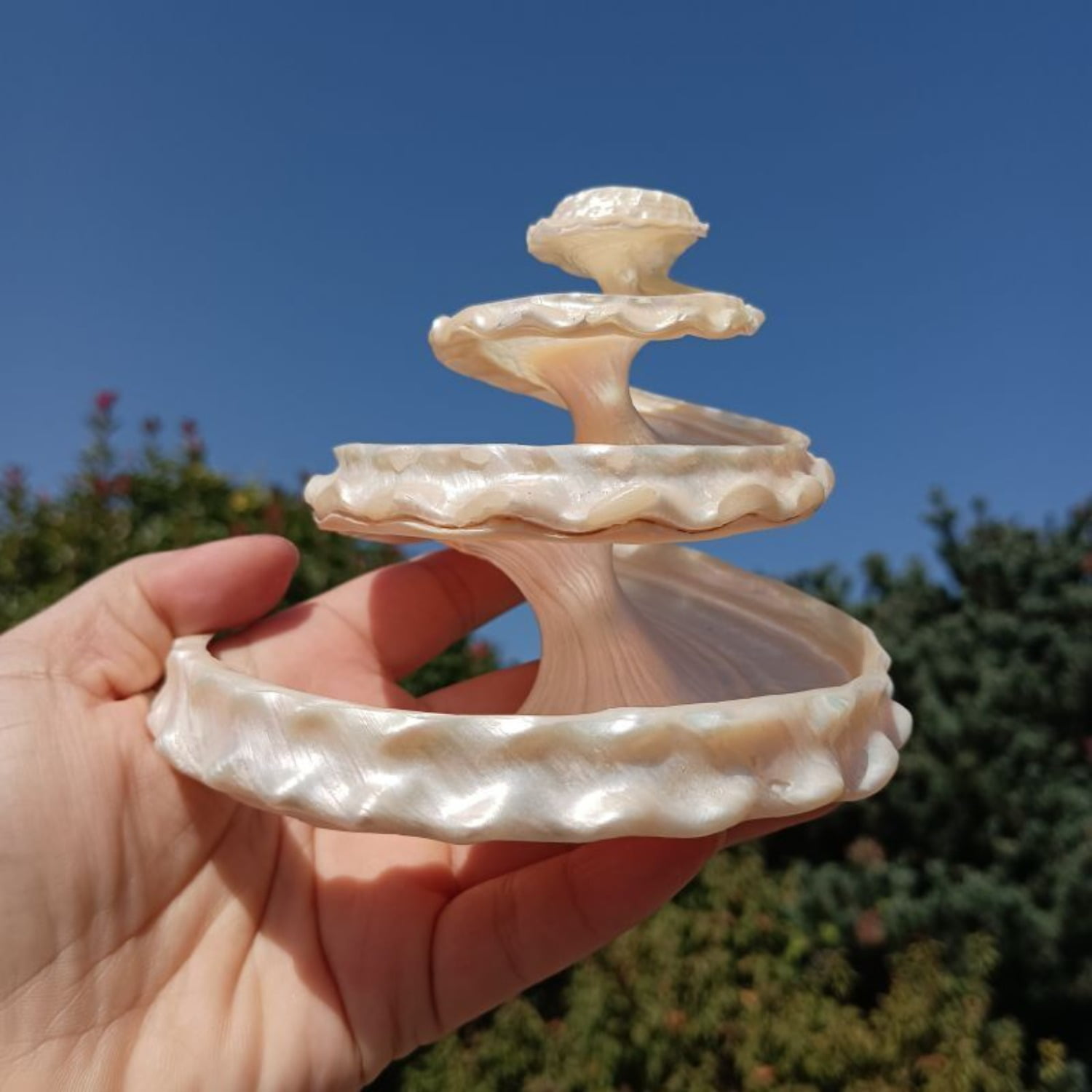 Natural Fluorescent Tower Shell Conch Ornament Hollow Seashell Aquarium ...