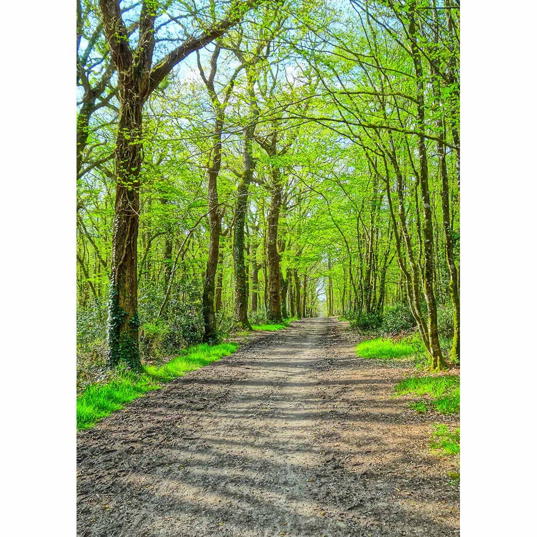 Natural Forest Path Photography Backgrounds Green Leaves Scenic Field ...