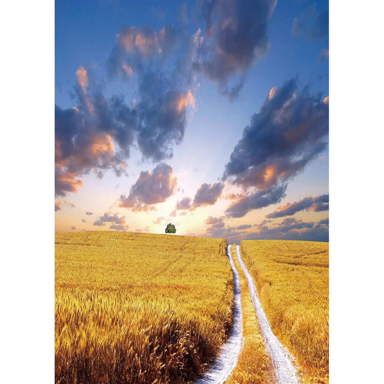 Natural Forest Path Photography Backgrounds Green Leaves Scenic Field ...