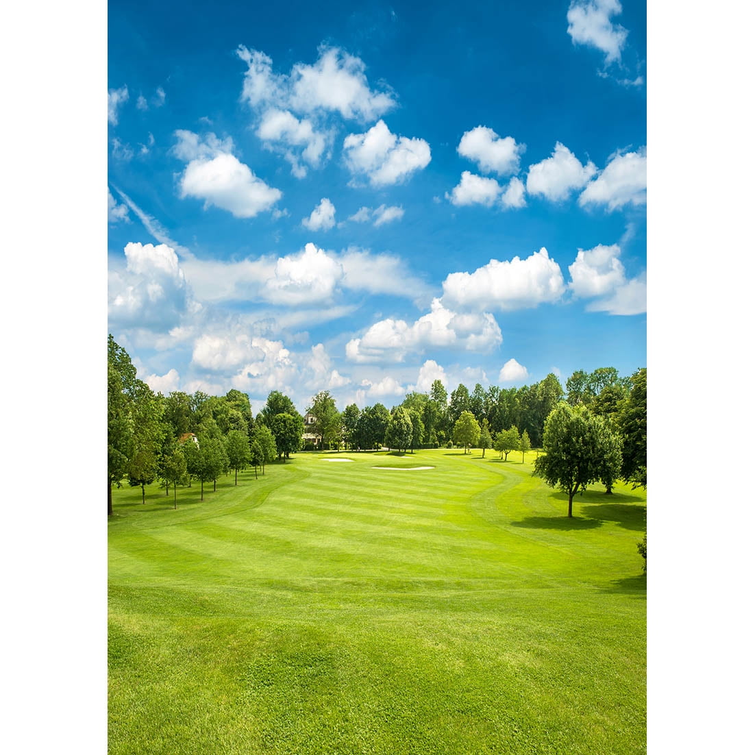 Natural Forest Path Photography Backgrounds Green Leaves Scenic Field ...