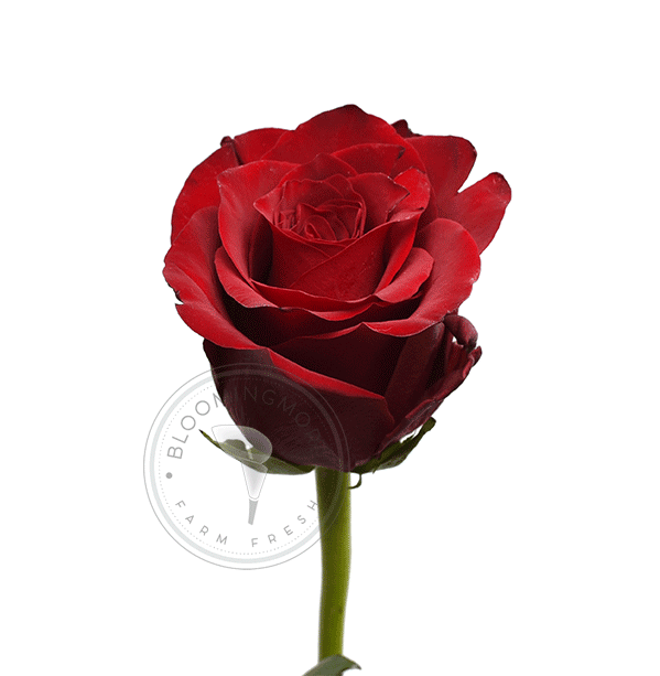 Natural Fresh Flowers Explorer Roses - Walmart.com