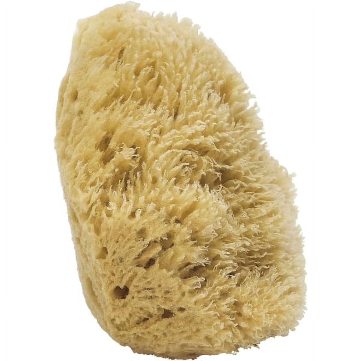 Natural Gulf Cut Sponge 5-6" - Walmart.com