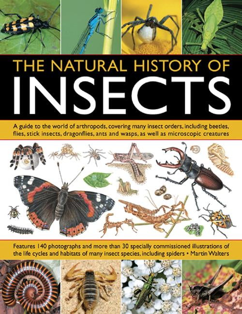 The Natural History Of Insects : A Guide to the World of Arthropods ...