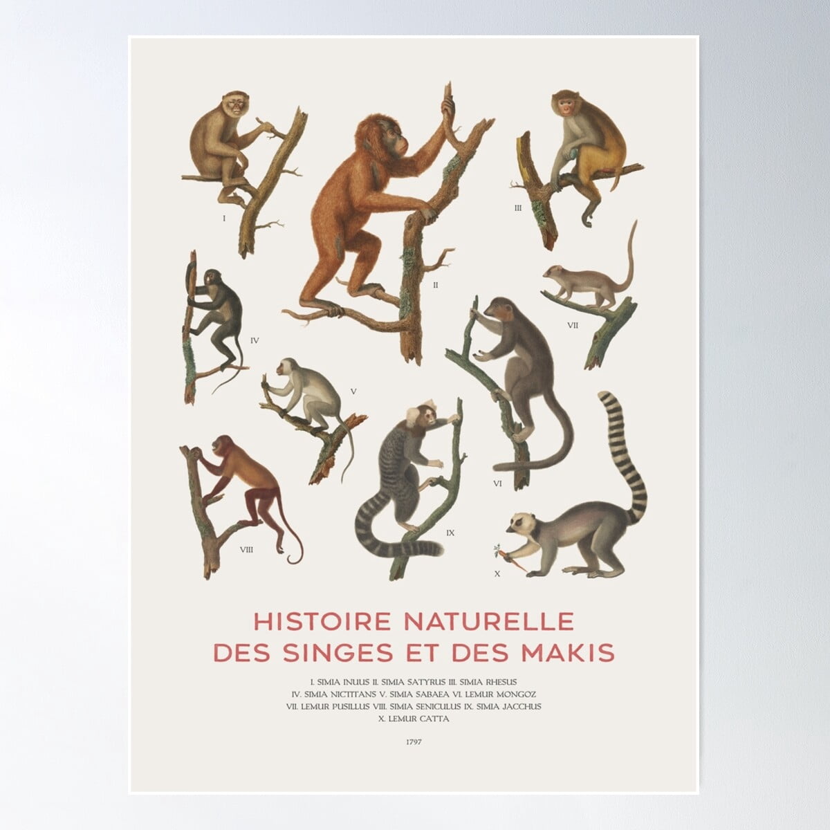 Natural History Of Monkeys And Lemurs - Zoology Chart Poster Wall Art ...