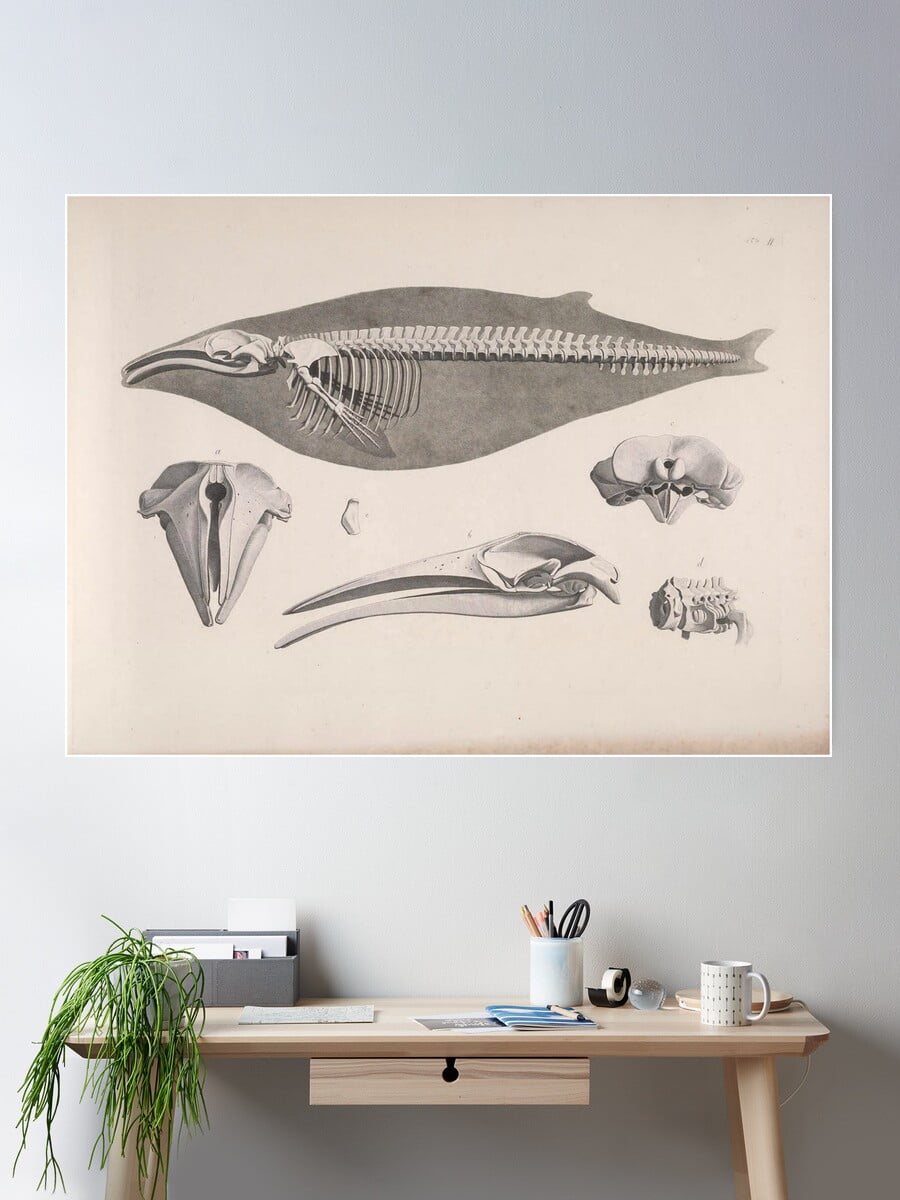 Natural History Whale Skeleton Poster Wall Art, Modern Wall Decor For Living Room Bedroom, 16x24 ...