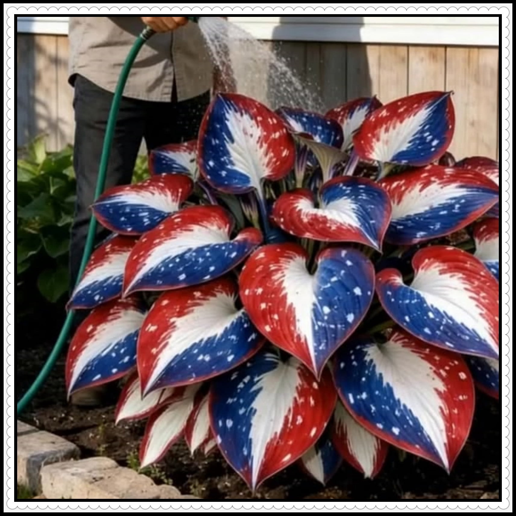 Natural Hostas — Non-GMO — Easy to cultivate— For Home Landscape ...