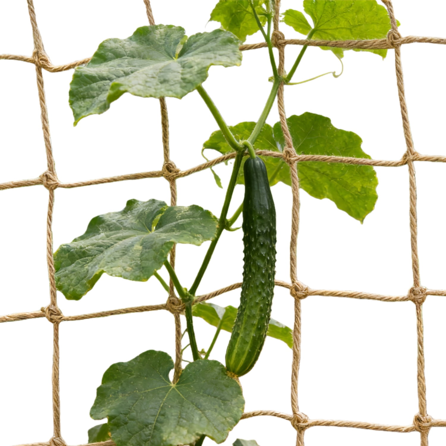 Natural Jute Trellis Netting, Heavy Duty Climbing Plant Netting, Vine ...