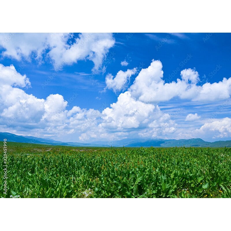 Natural Landscape Photography Props Green Grass Blue Sky With White ...