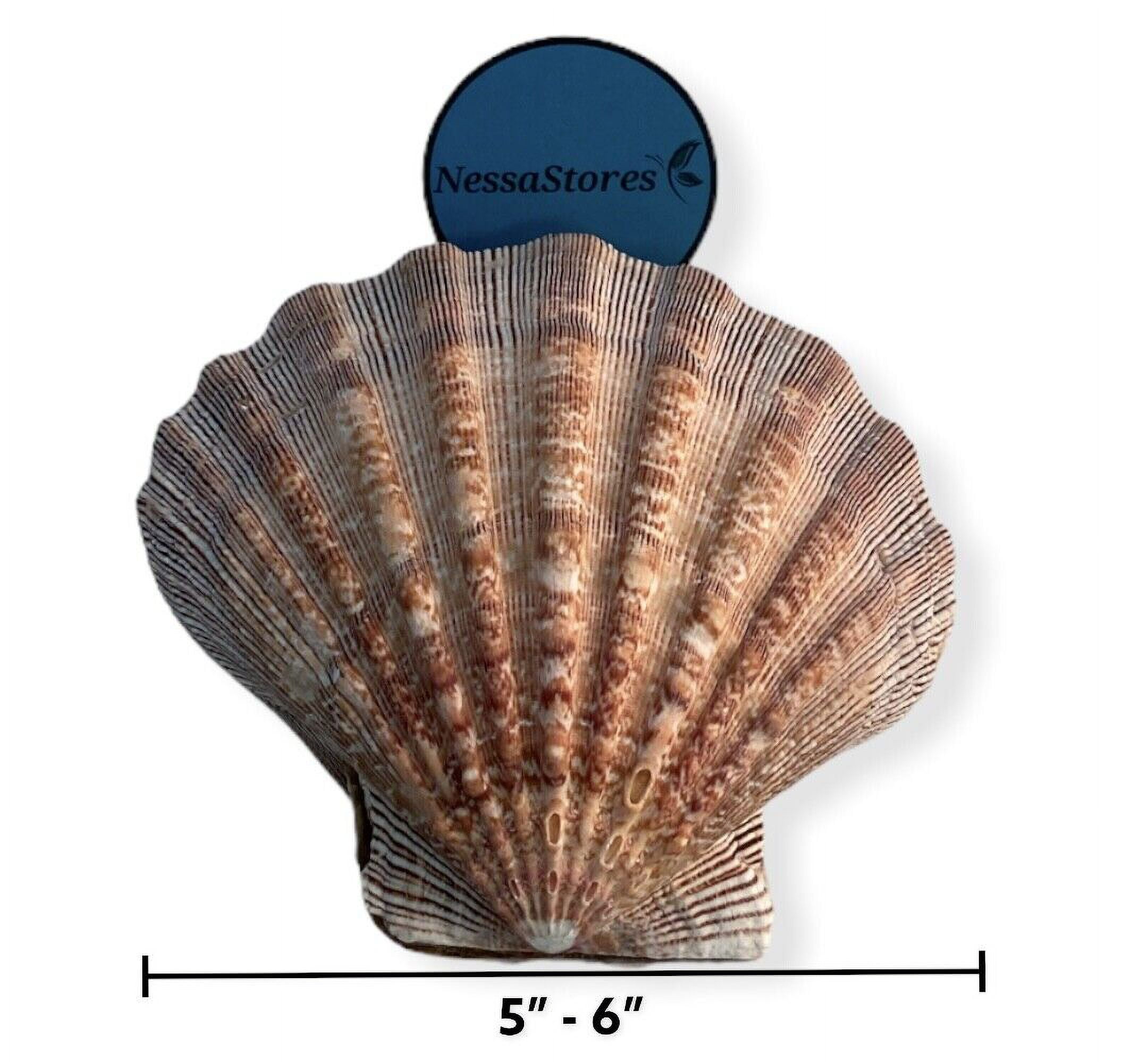 Natural Lion Paw Scallop Nautical Dish Beach Craft Sea Shell 5"-5.5"(1 ...