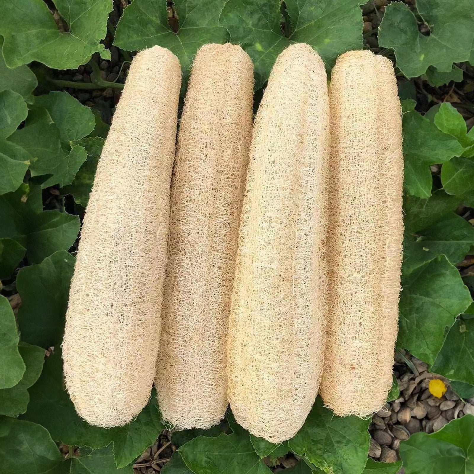 Natural Loofah Sponges Organic for Exfoliating Body Scrubbing and ...