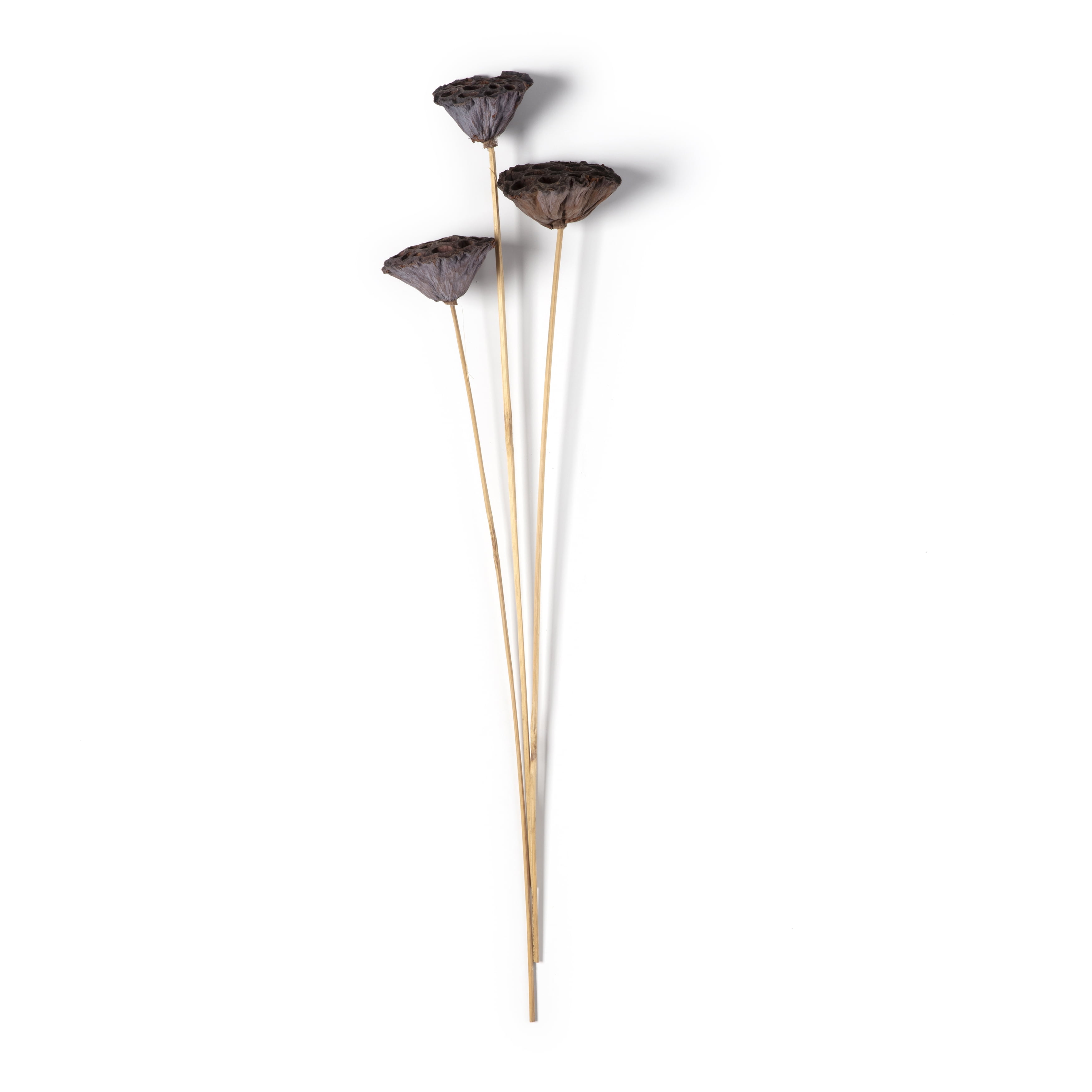 Natural Lotus Pods Stem by Ashland® - Walmart.com