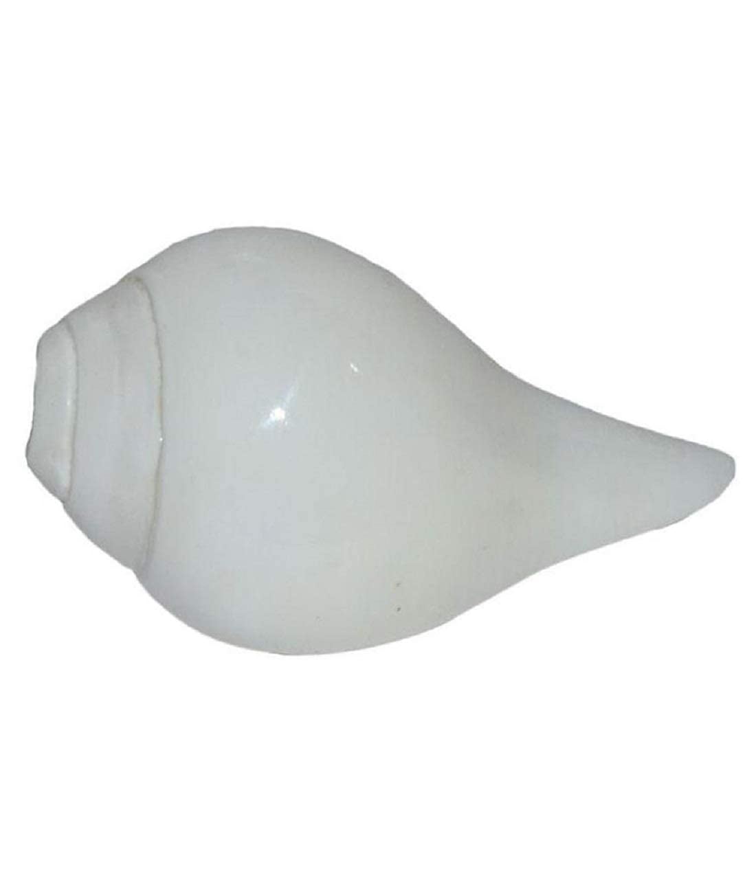 Natural Loud Blowing Shankh, Big Size 5 Inch - Good Sound for Pooja ...