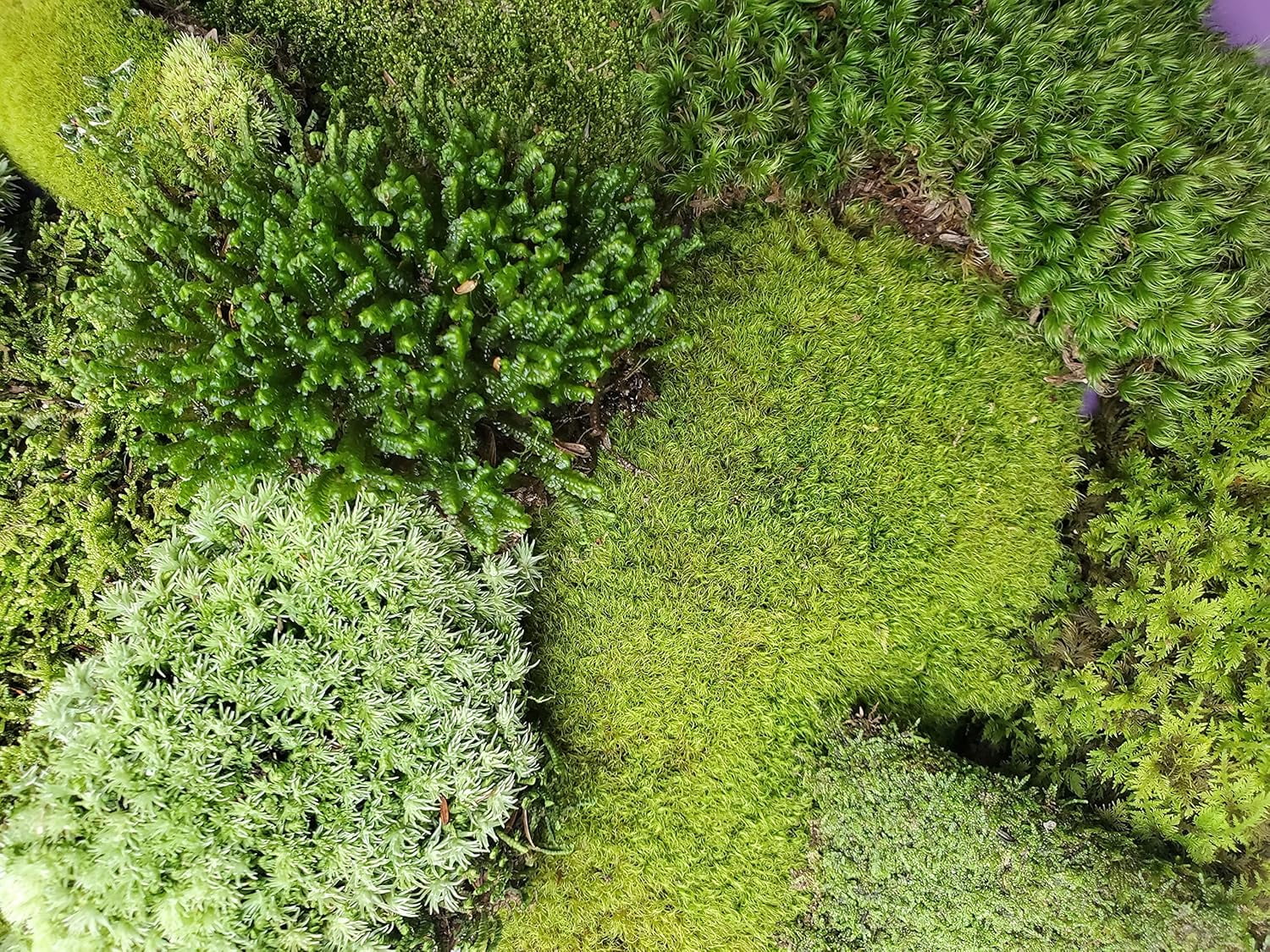 Natural Maine Moss Assortment for Terrariums, Vivariums, Crafts, Models ...