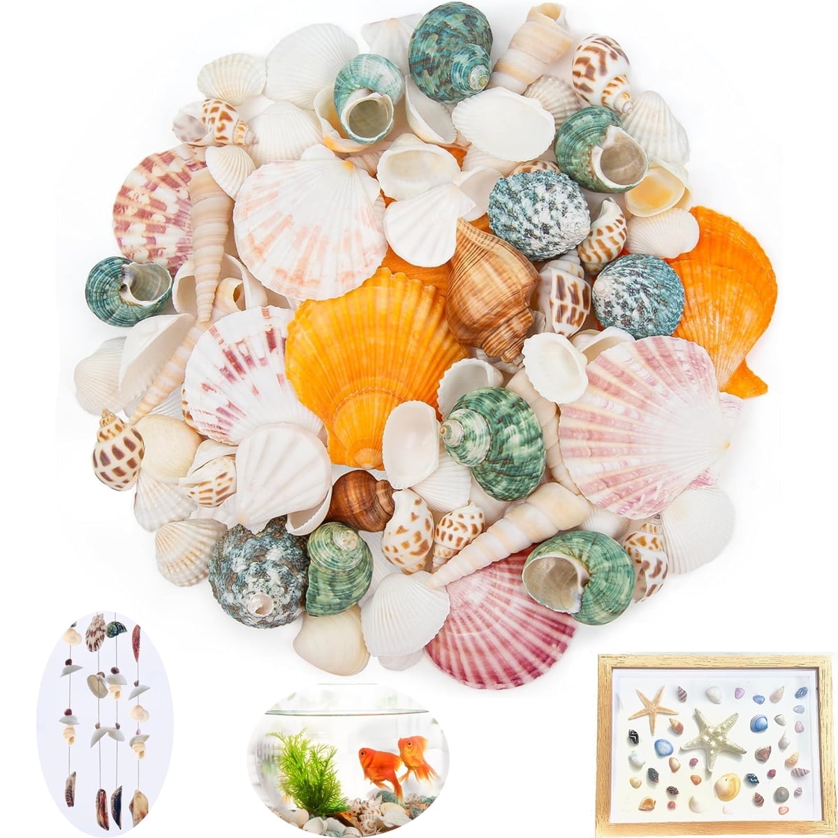 Natural Mixed Sea Shells for Crafts,Tutuviw 0.5lb Various Shapes Beach ...