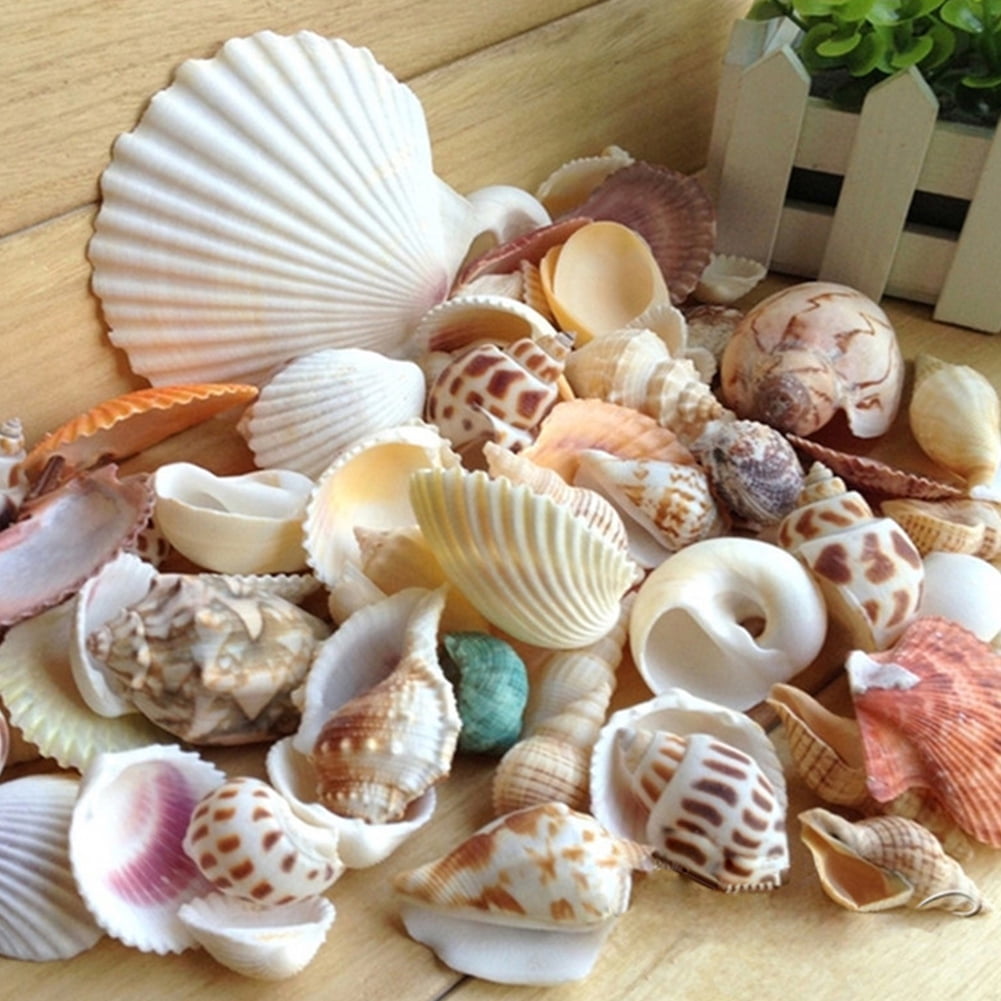 Natural Mixed Sea Shells for Aquarium Microlandschaft Decor Props Style ...