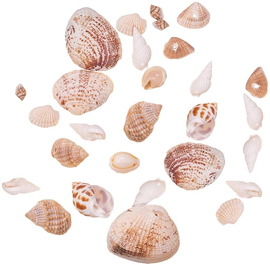 Cowry Shell