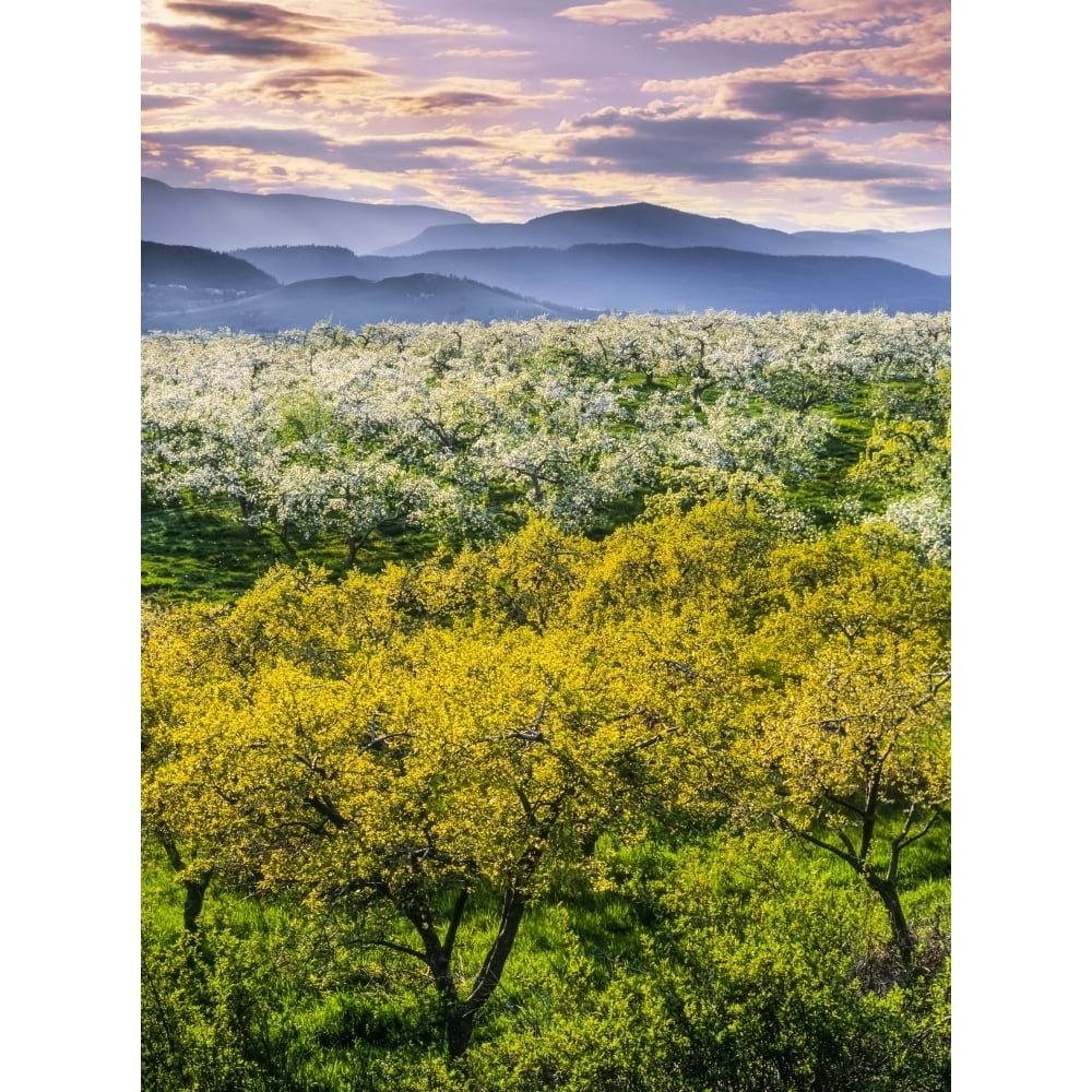 Natural Moments Photography; Orchards In Spring Bloom Kelowna Bc by ...
